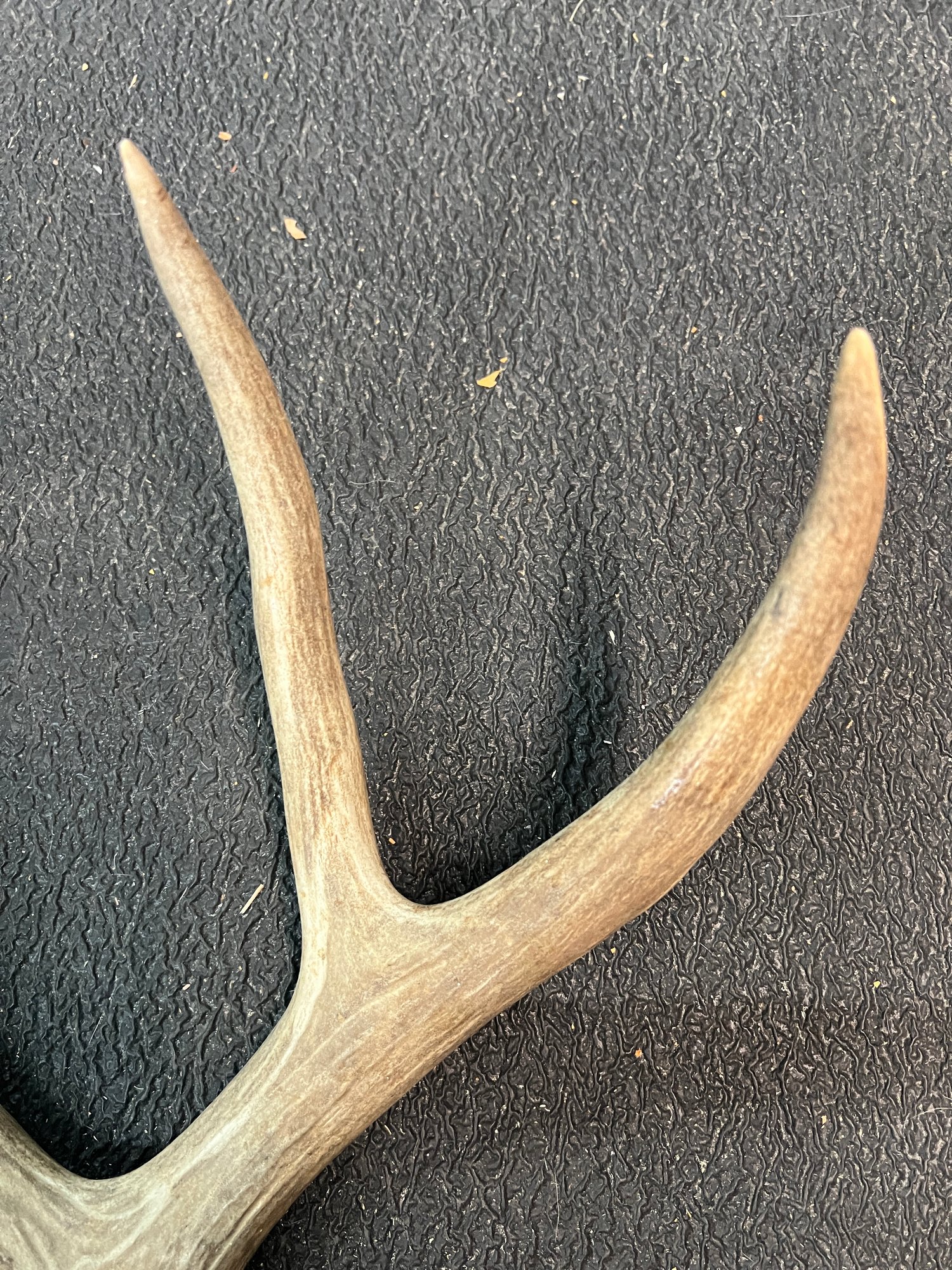 4 Point Elk Antler #43446 | Auctionninja.com