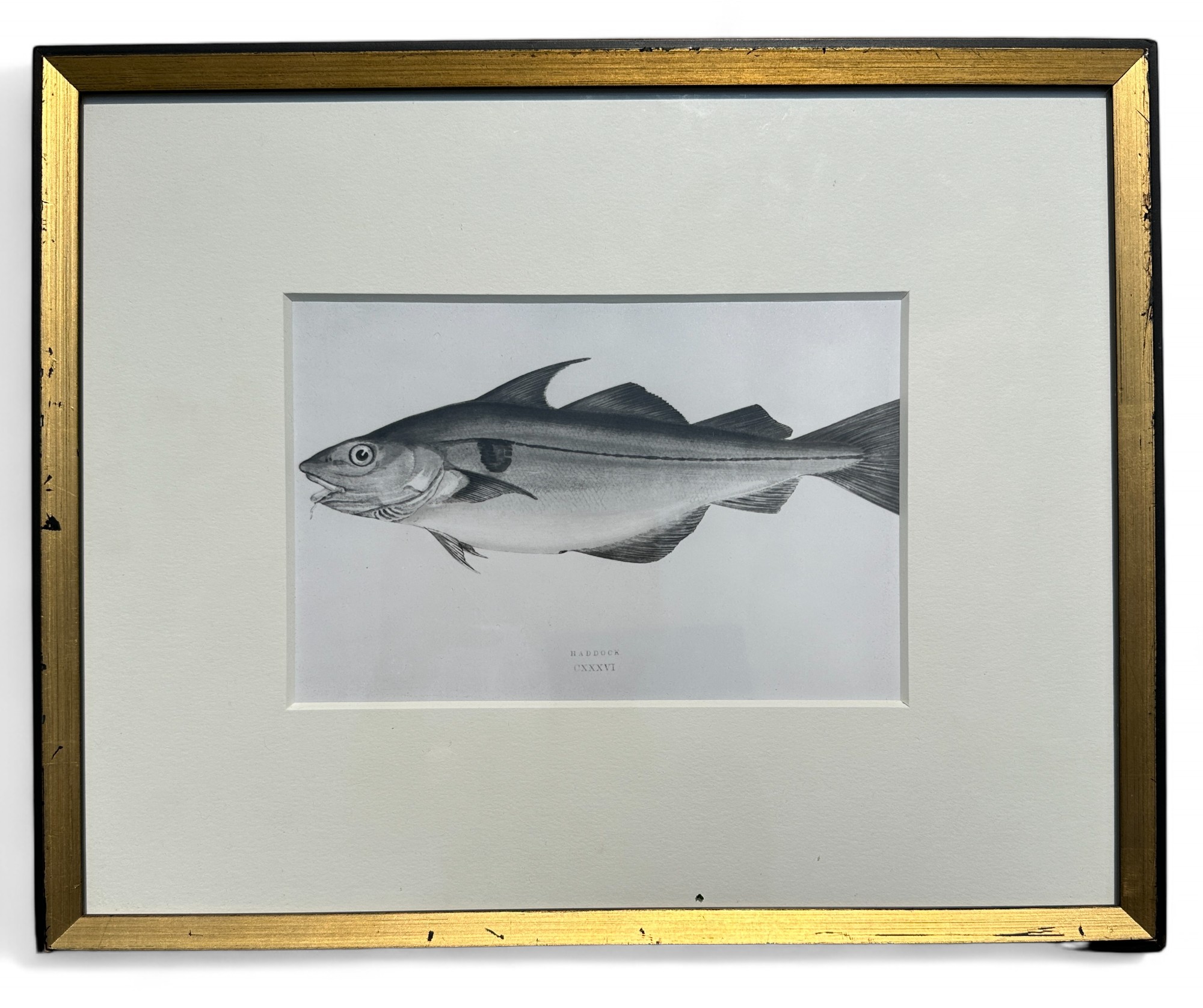 Ralph Lauren Archive, Haddock Fish Print In Minimal Gilt. Frame From ...