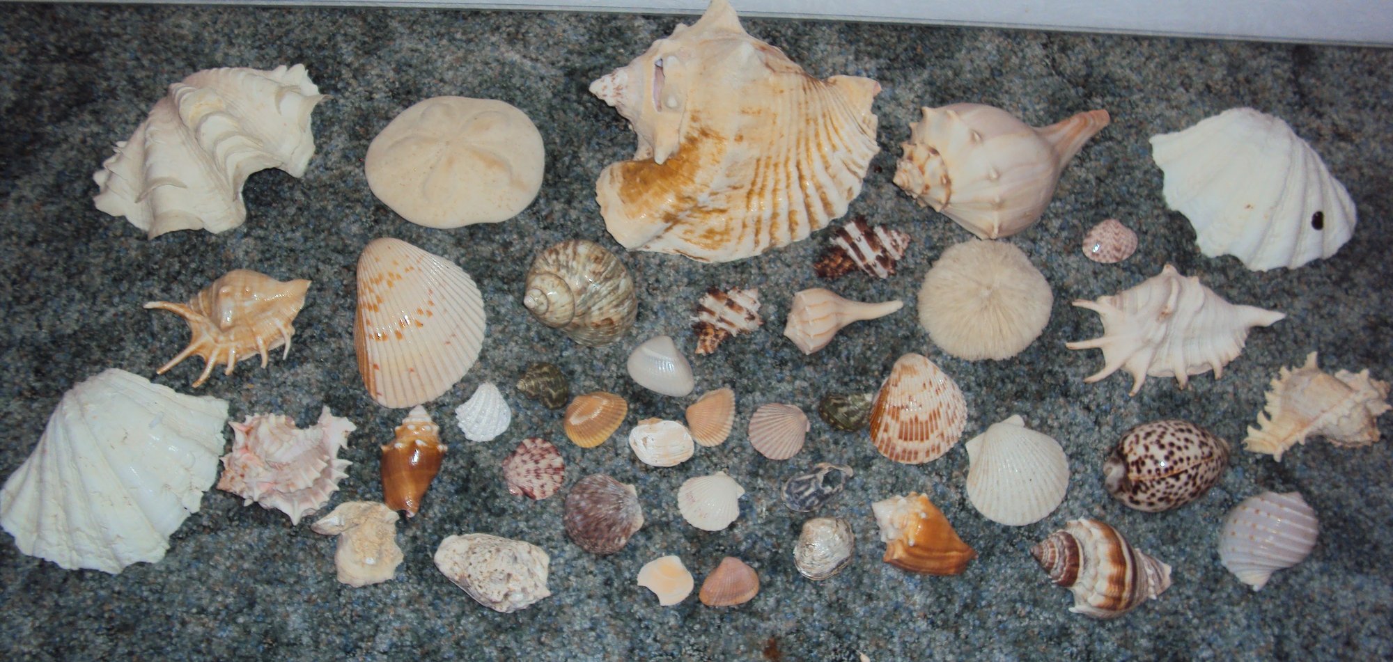 She Sells Seashells By The Sea Shore #6034 | Auctionninja.com