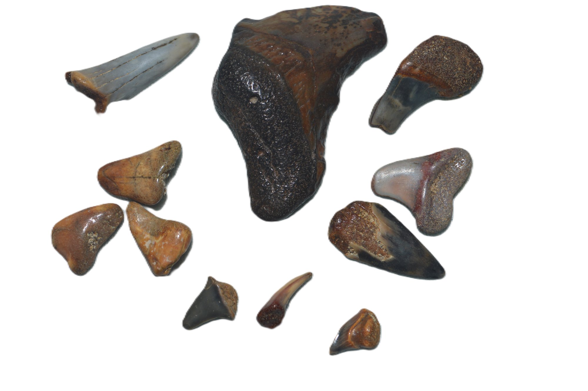 Shark Teeth And More #10388 | Auctionninja.com
