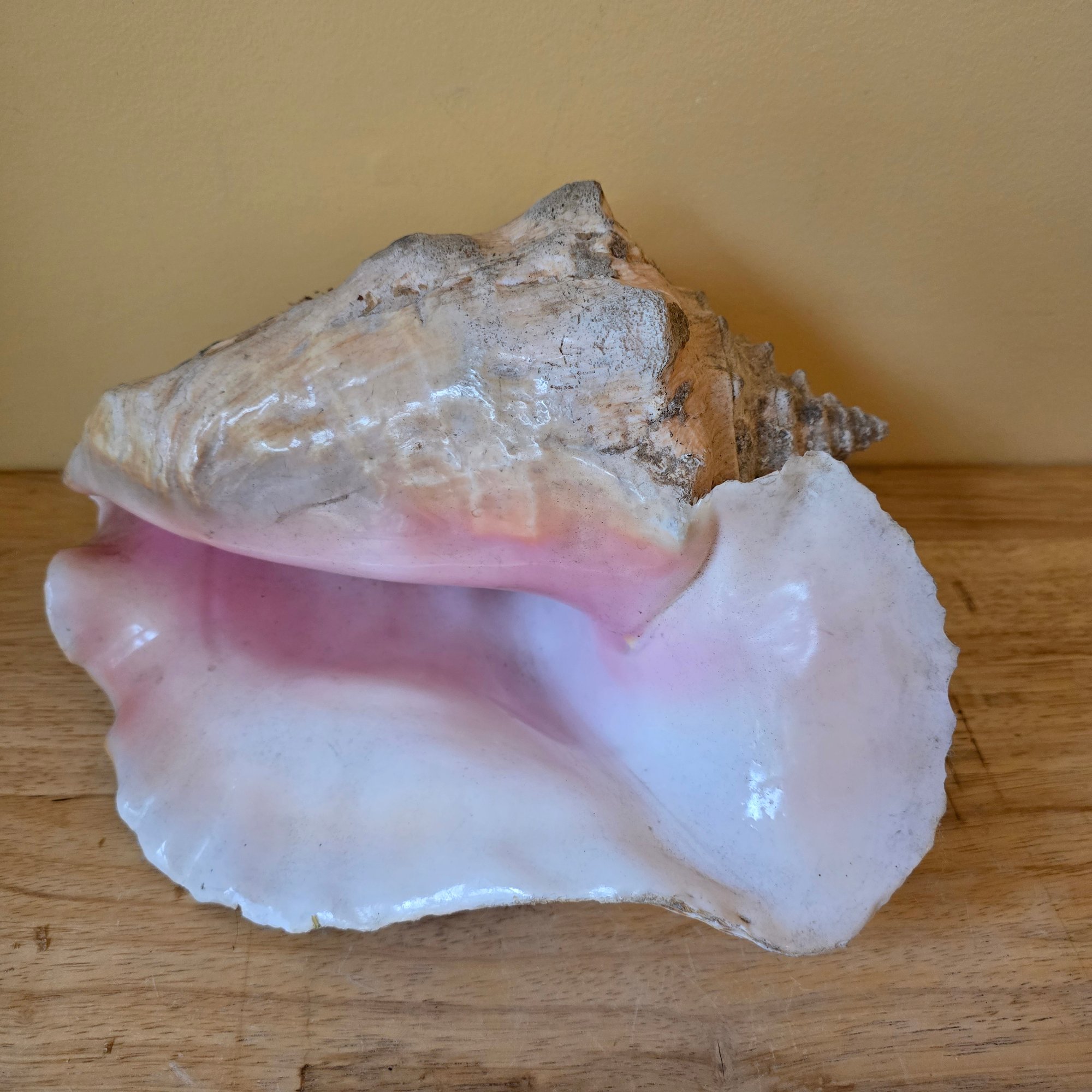 Very Large Beautiful Natural Conch Sea Shell (kit) #76276 ...