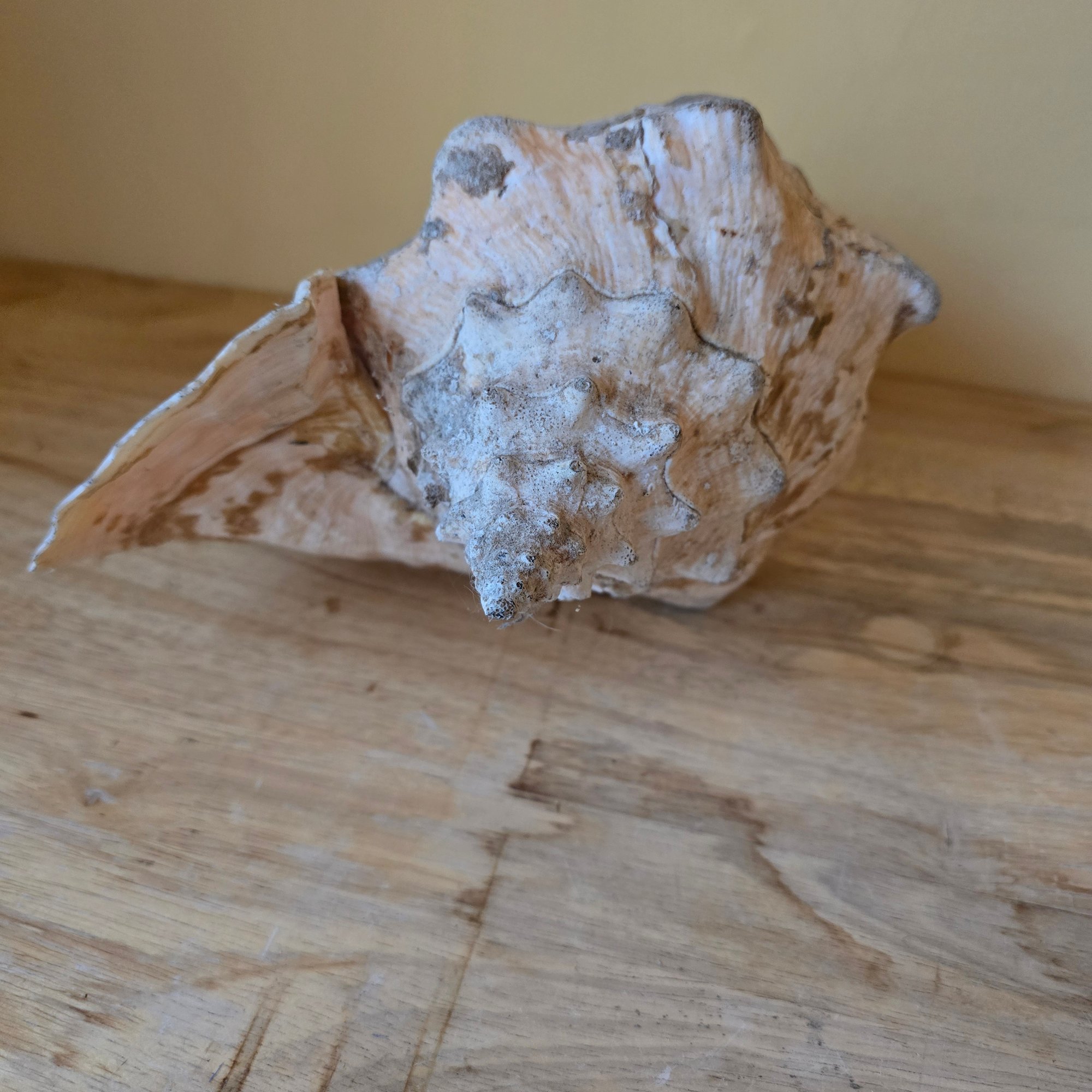 Very Large Beautiful Natural Conch Sea Shell (kit) #76276 ...