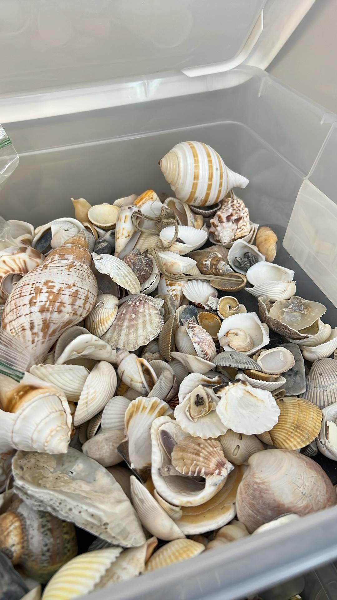 Mixed Sea Shells And Marine Specimens Collection With Starfish & Coral ...