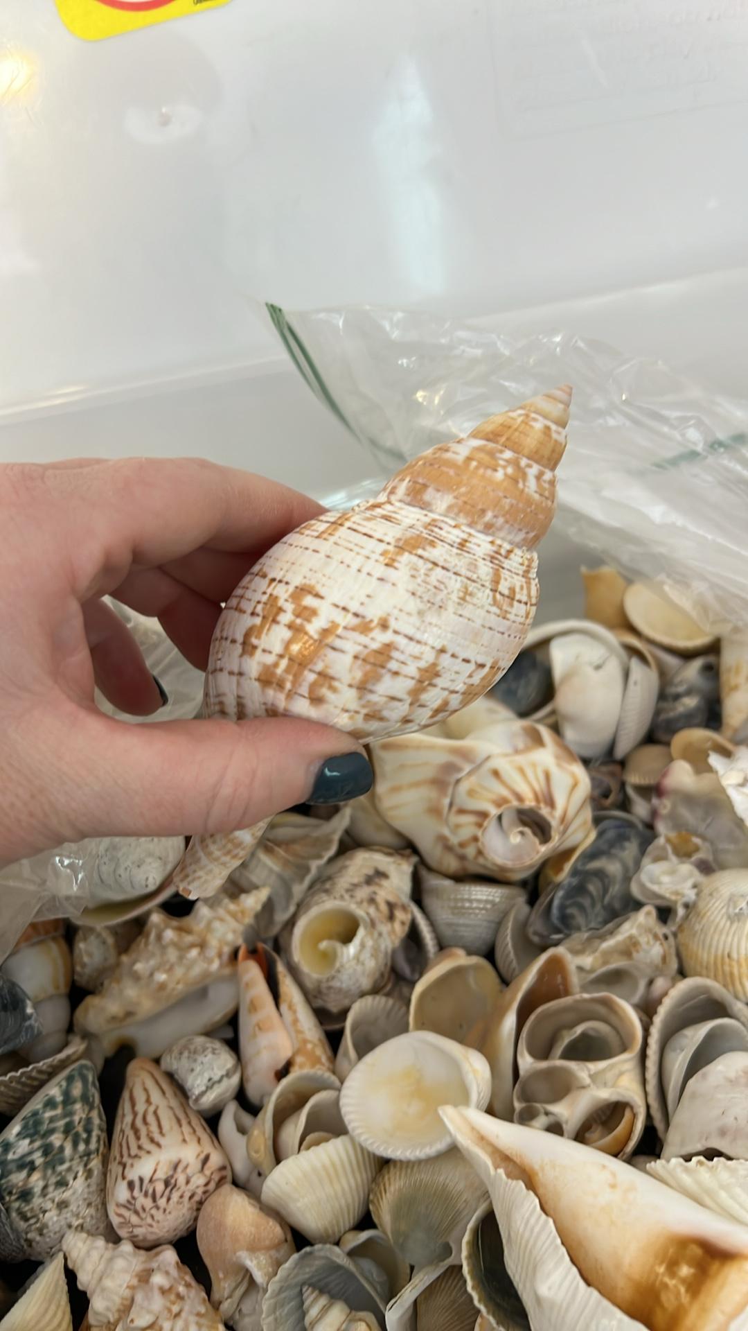 Mixed Sea Shells And Marine Specimens Collection With Starfish & Coral ...
