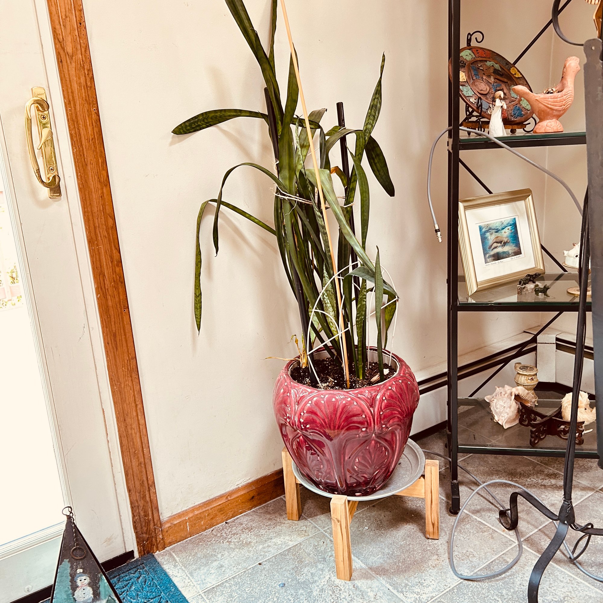 Snake Plant In Ceramic Pot On Wood Stand (den) #69891 | Auctionninja.com