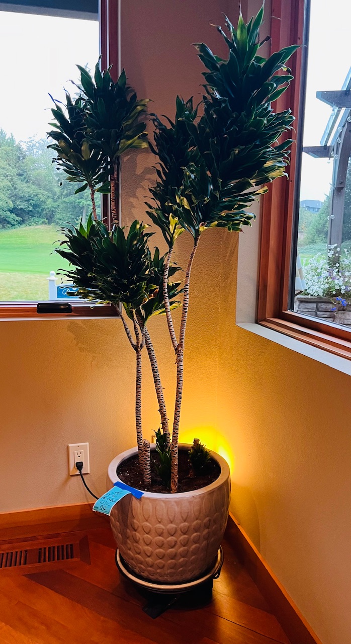 R2 Large Indoor Houseplant (Corn Plant) With Light Backdrop #43363 ...