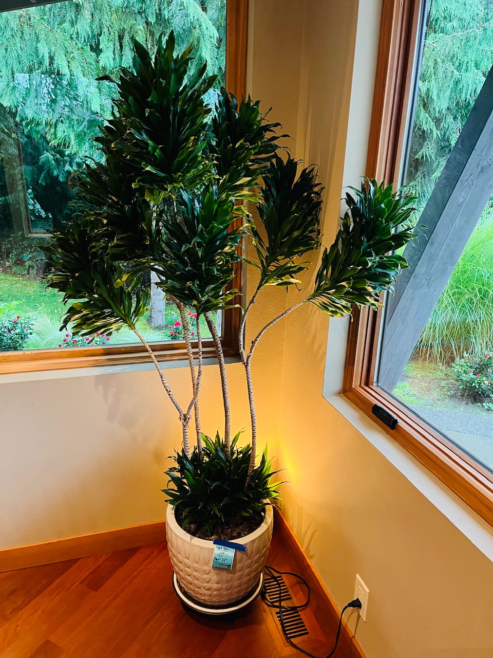 R2 Large Indoor Houseplant (Corn Plant) With Light Backdrop #43364 ...