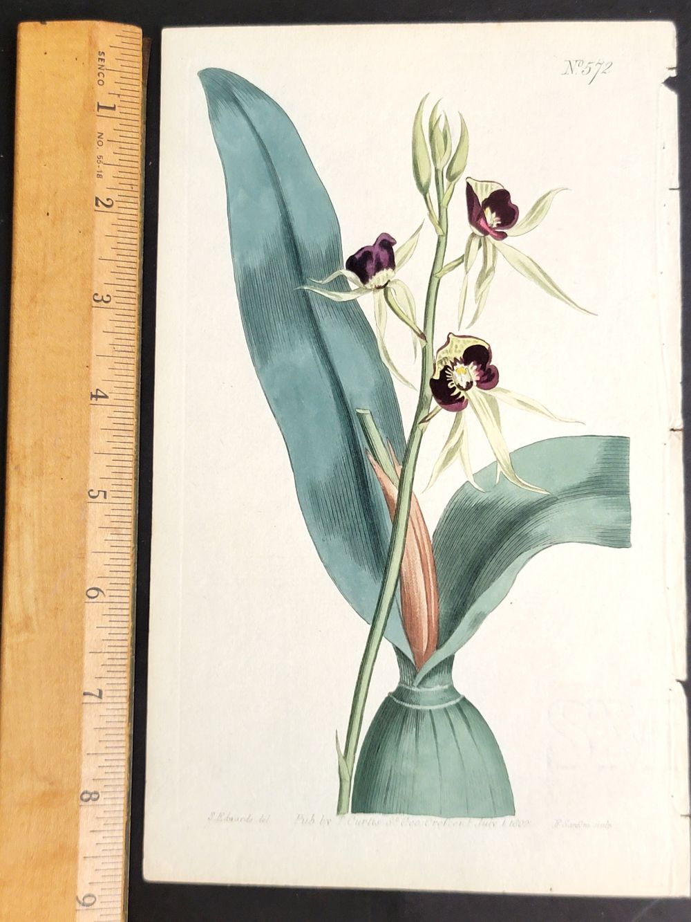 1802 Rare First Edition Hand Colored Copper Plate Engraving By F ...