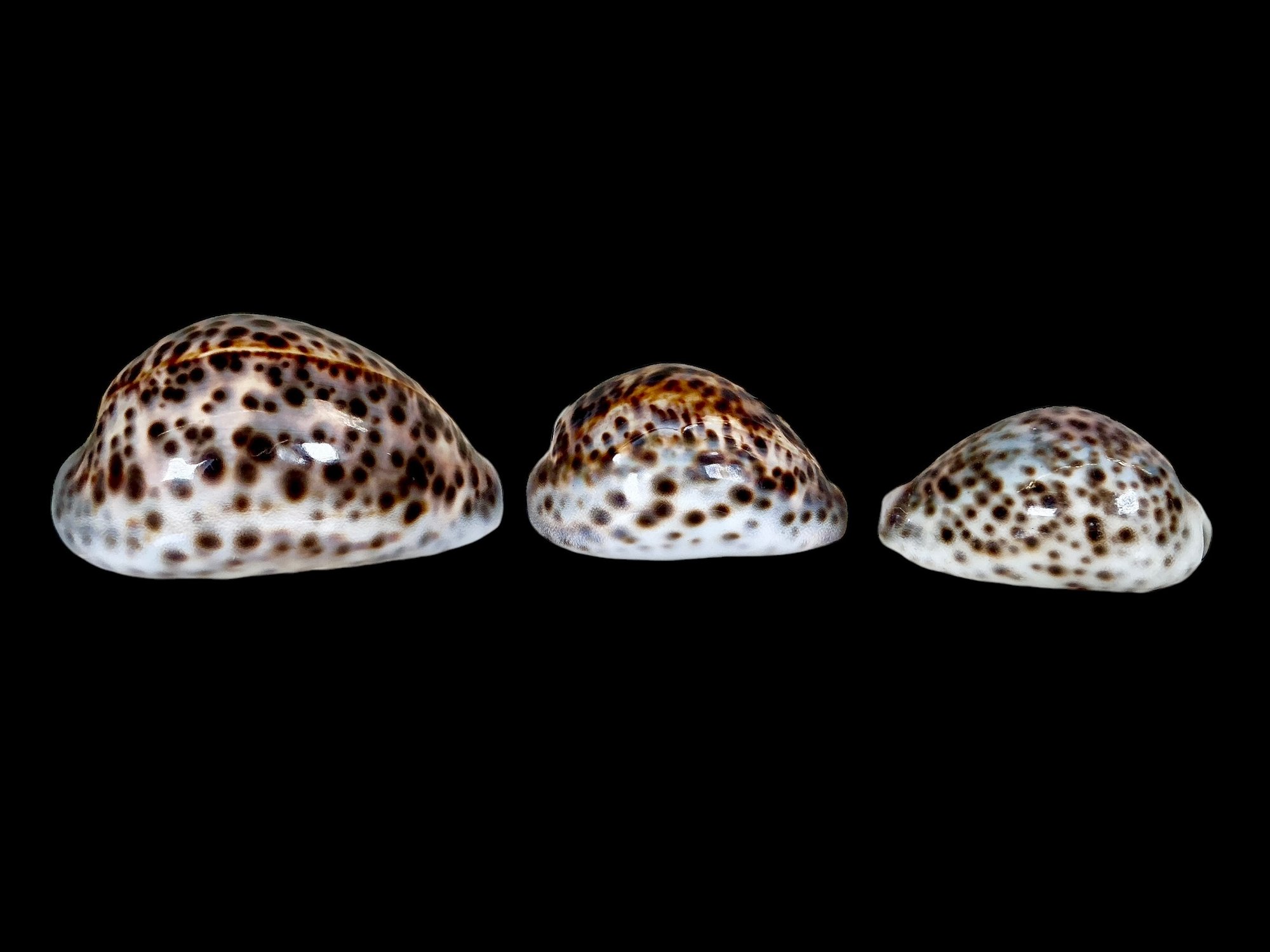 Three Large Cowrie Shells #10800 | Auctionninja.com