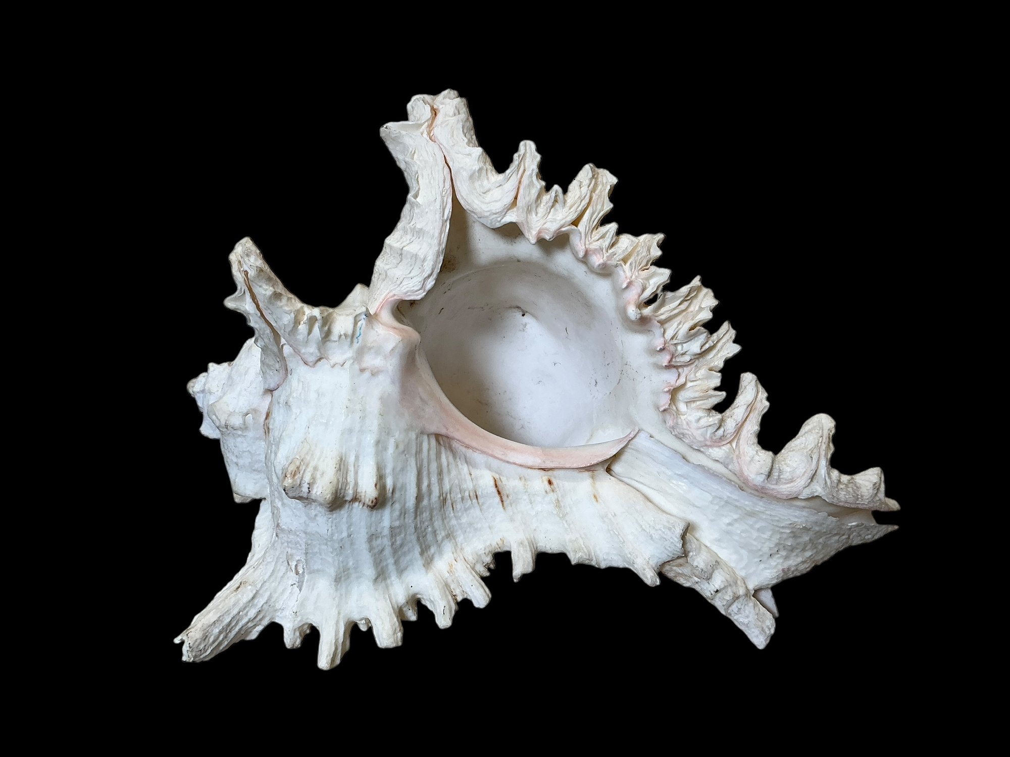 Spiny Murex Shell #11713 | Auctionninja.com