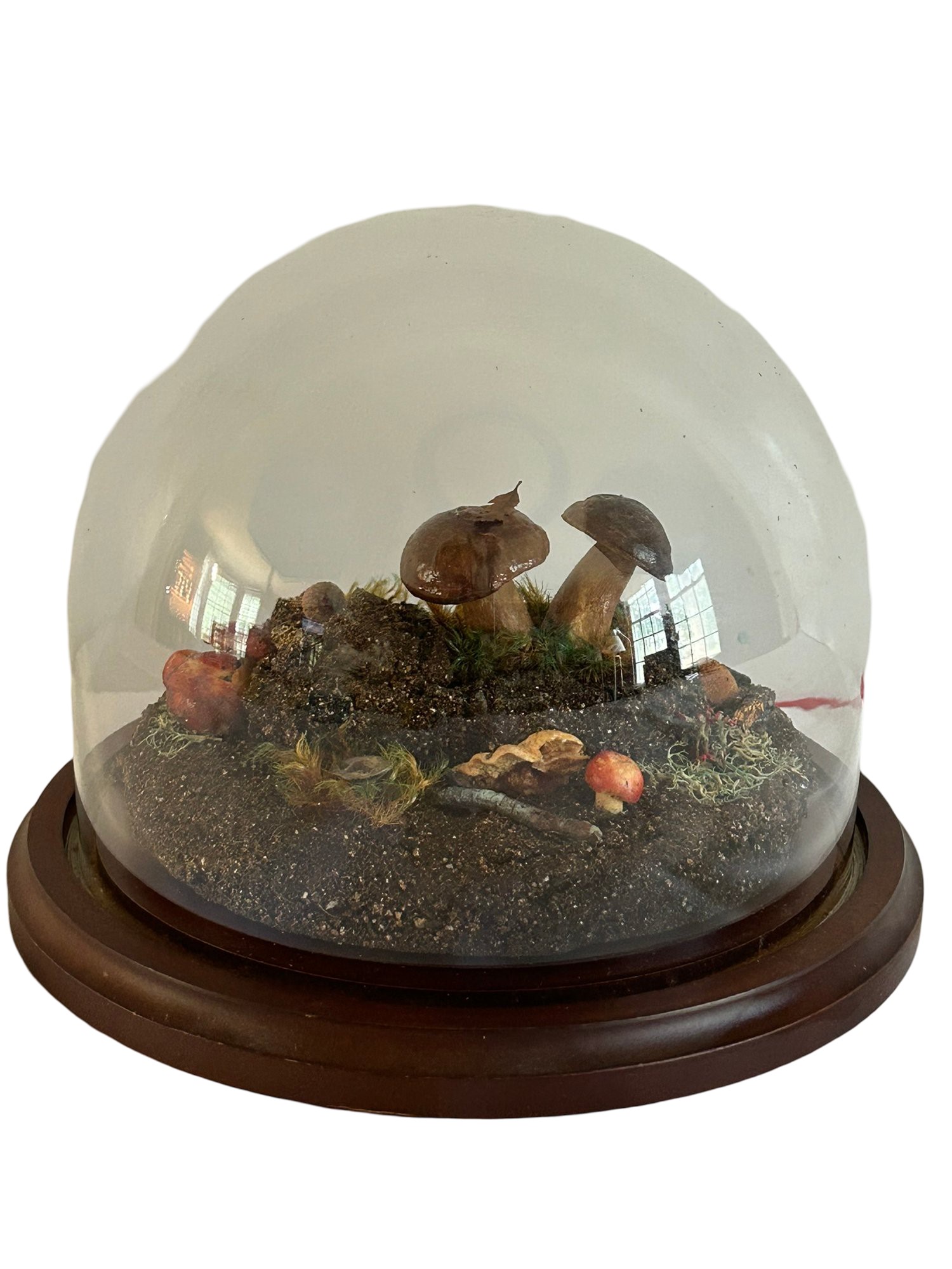 Carolina Biological Supply Company Fungi & Lichen Display #2795 ...