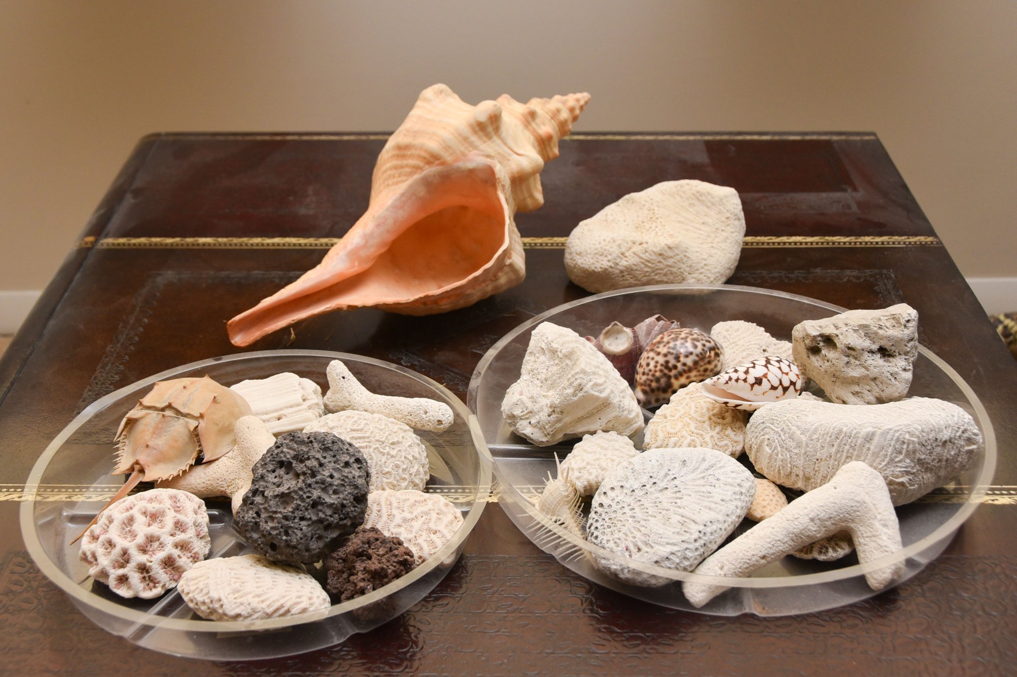 Huge Authentic Conch Shell With Nice Collection Of Coral And Smaller ...