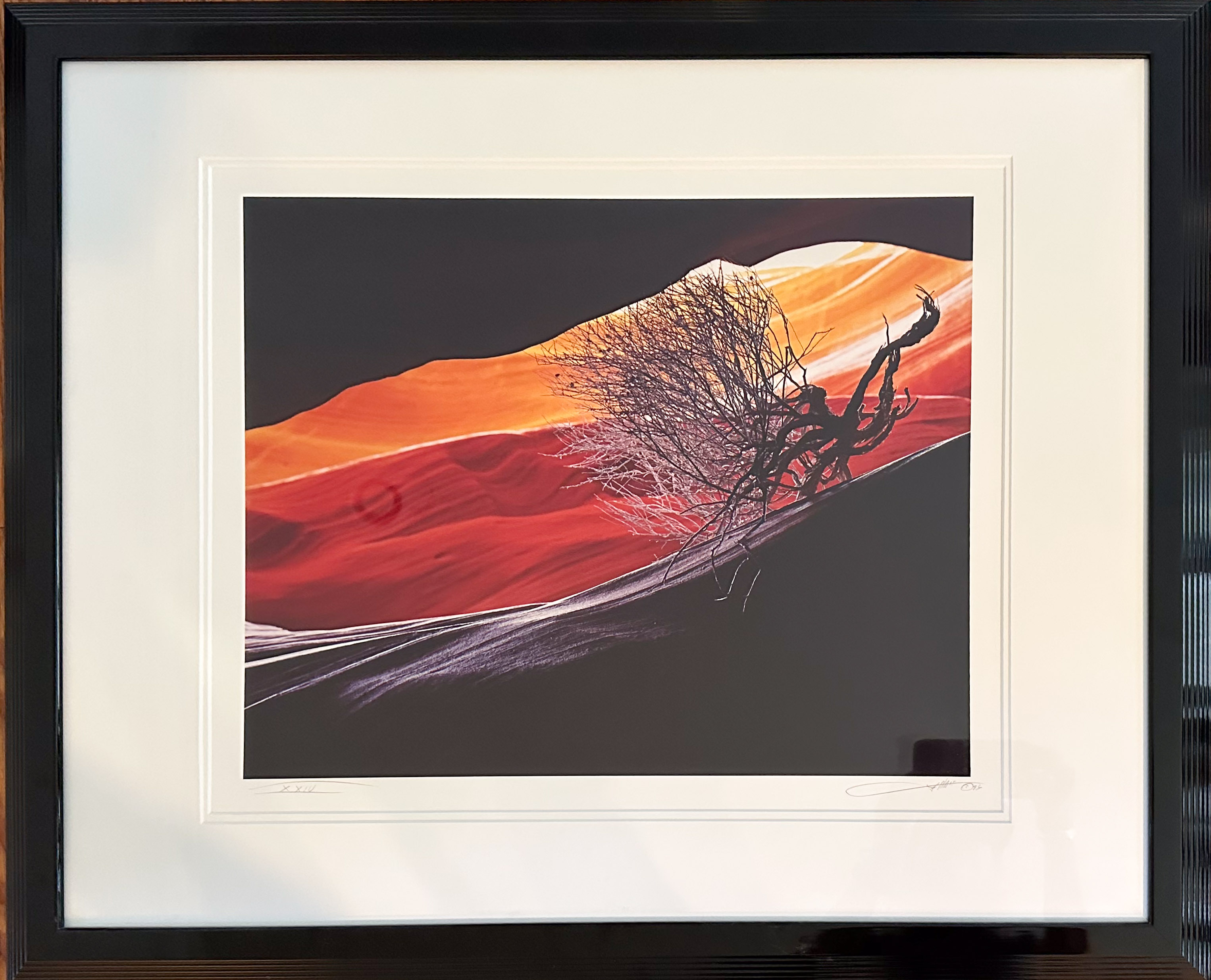 ‘Burning Bush’ Limited Edition Cibachrome Photograph By Michael Fatali ...