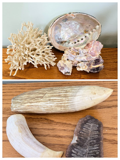 Assorted Collection Of Natural Bone, Fish Fossil, Coral, Shells ...