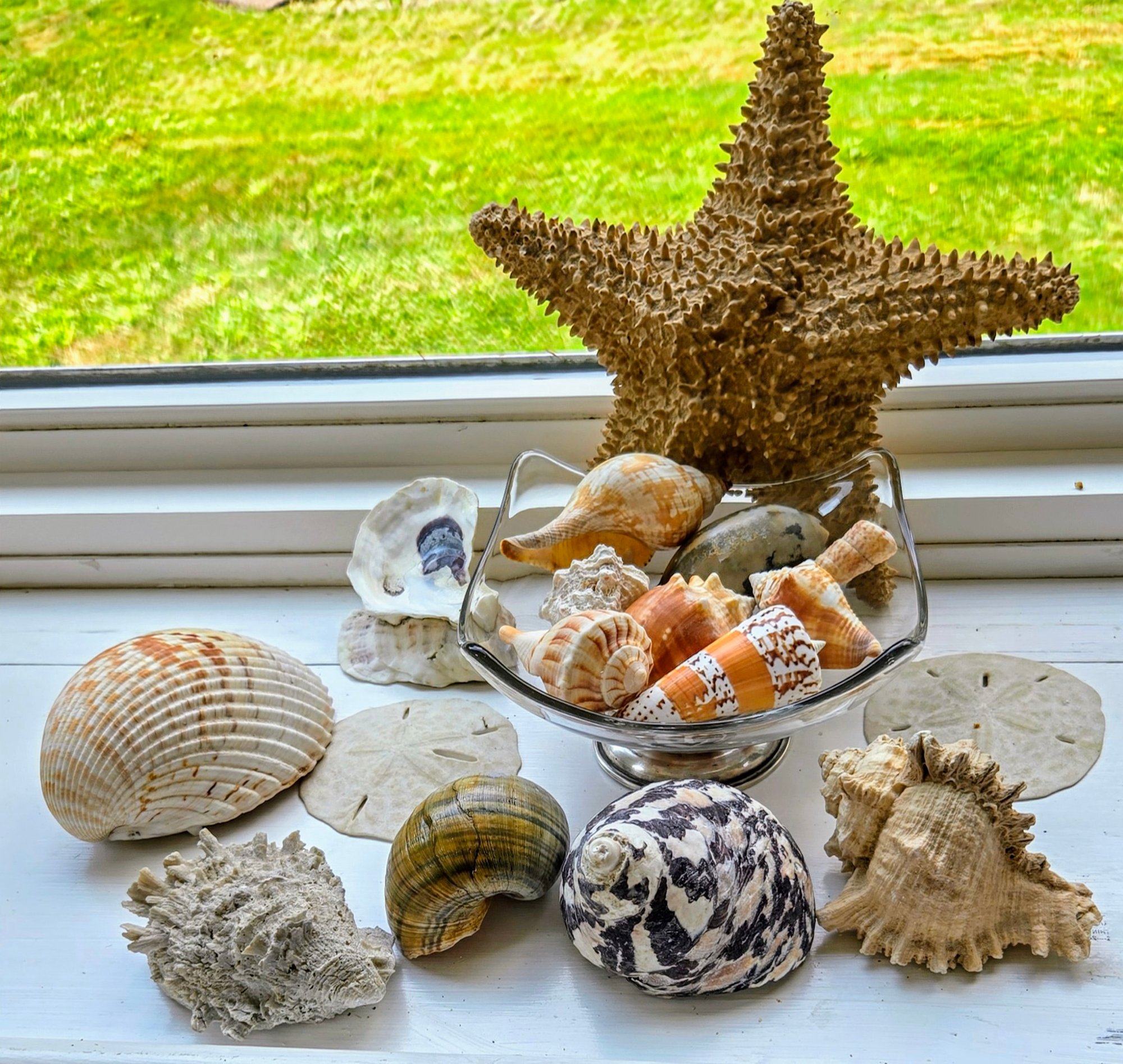 Assorted Beautiful Gifts From The Sea - Star Fish, Plus Moon Snail ...