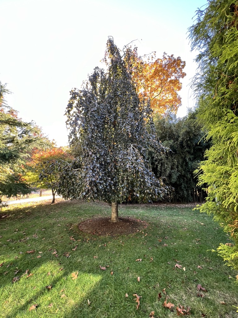 2 Story High White Alder Tree, Beautiful! #1997094 | Auctionninja.com