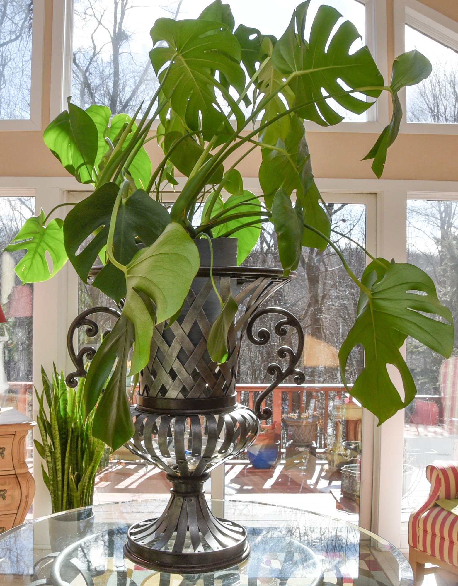 Large Metal Planter With Live Monstera Deliciosa Plant #2060389 ...