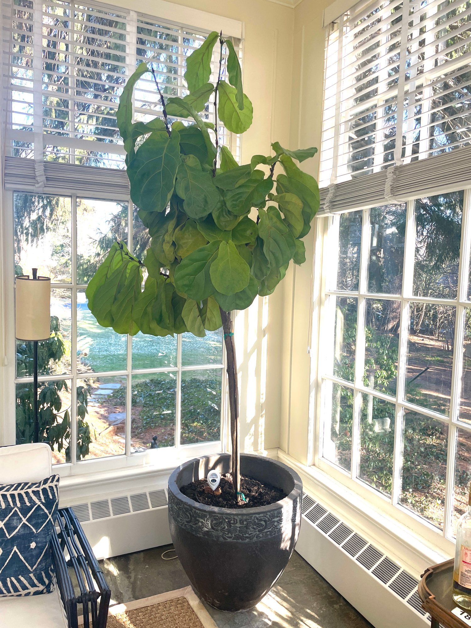 Fiddle Leaf LIVE Fig Tree 10 Feet Tall In Ornate Decorative Concrete ...