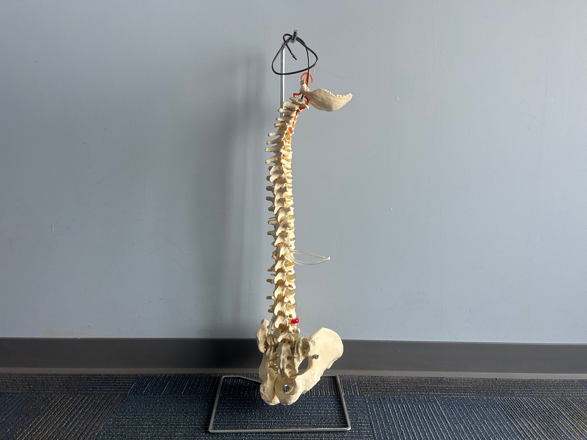 Spine Model, Life Size 34 Inch Spine Model, Flexible Spine Anatomical ...