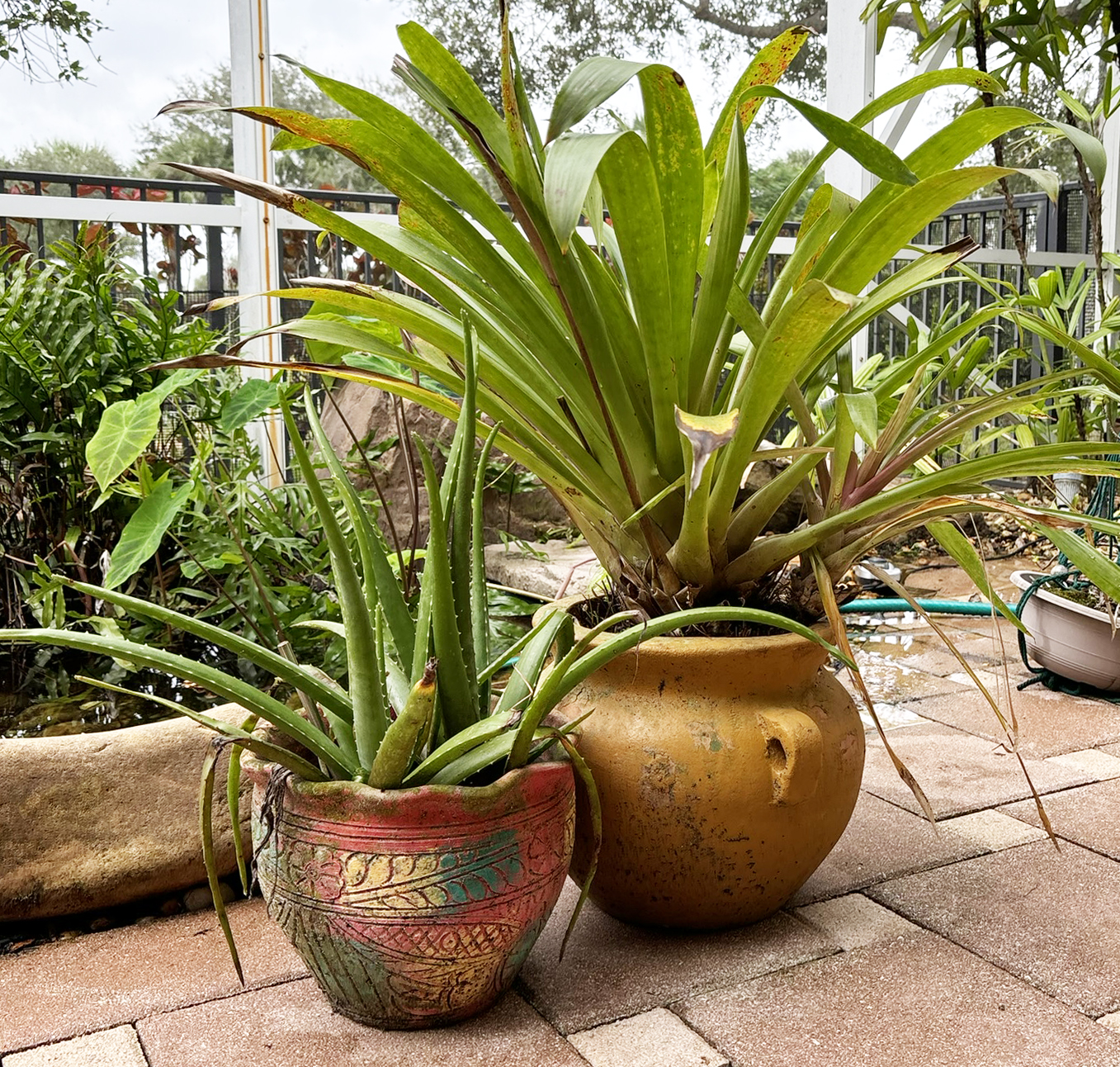 A Pairing Of Vintage Planters With Bromeliad And Aloe Vera #40818645 ...