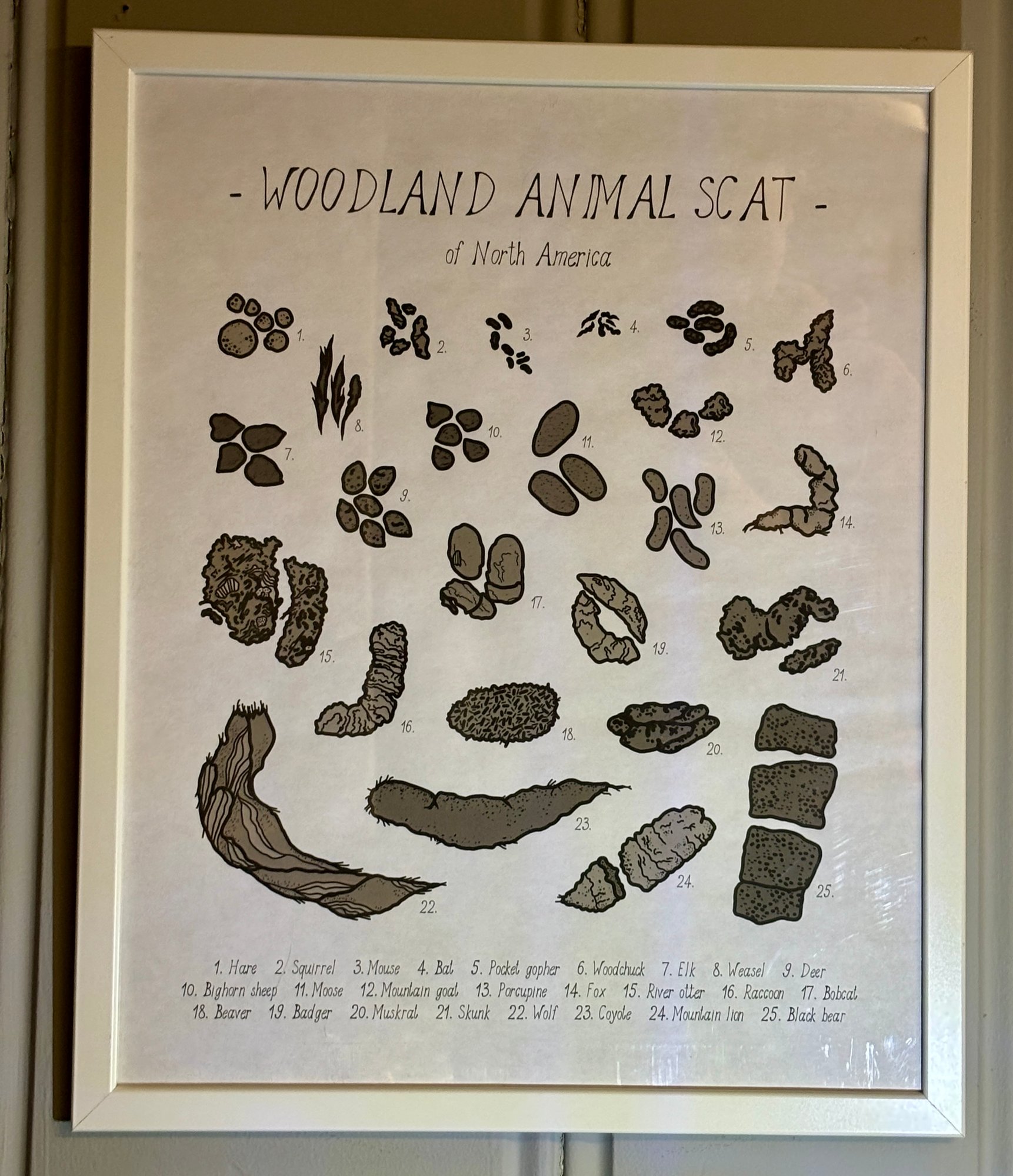 Woodland Animal Scat Of North America Framed Educational Poster ...