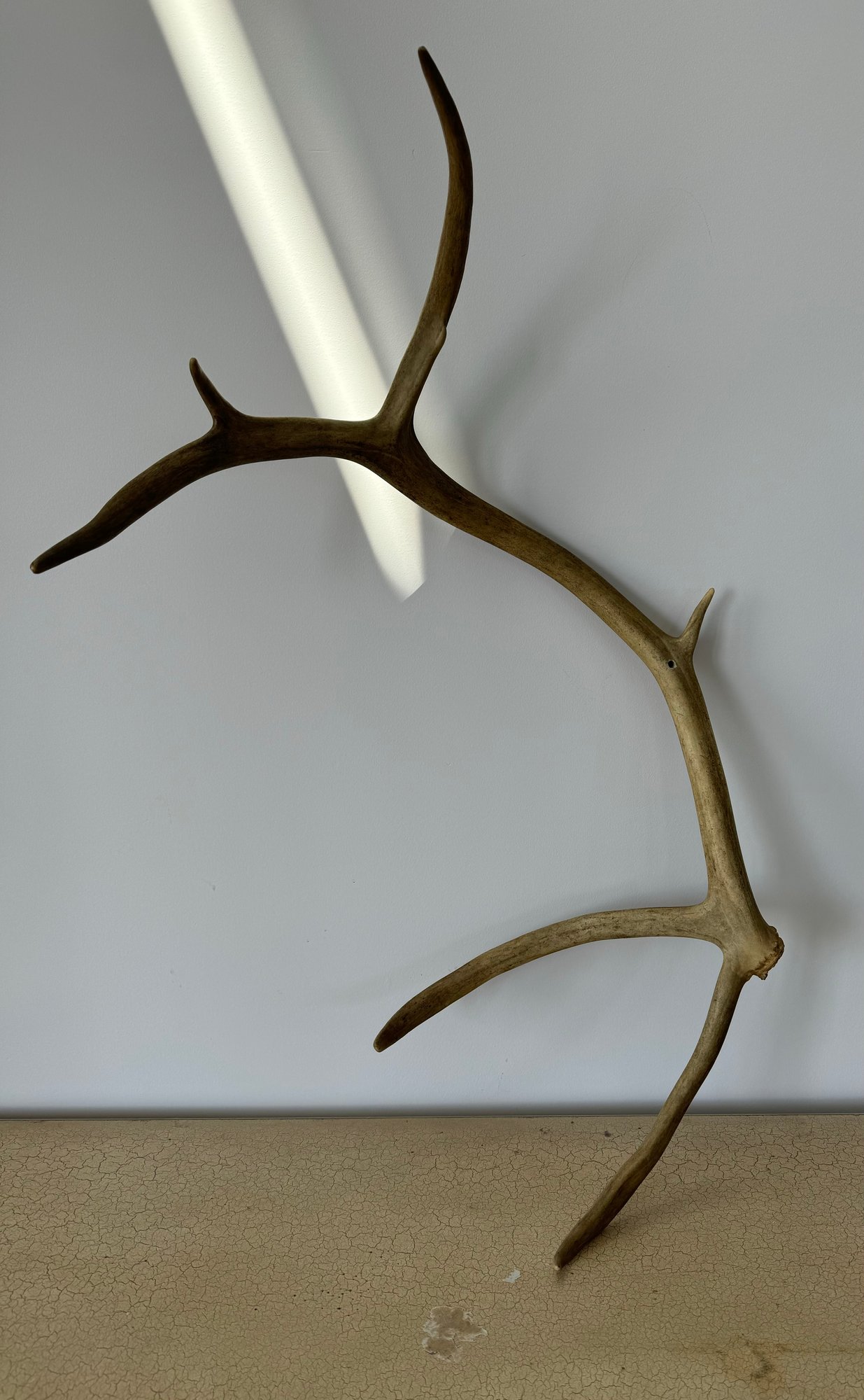 Six Point Single Deer Antler Rack #1950349 | Auctionninja.com