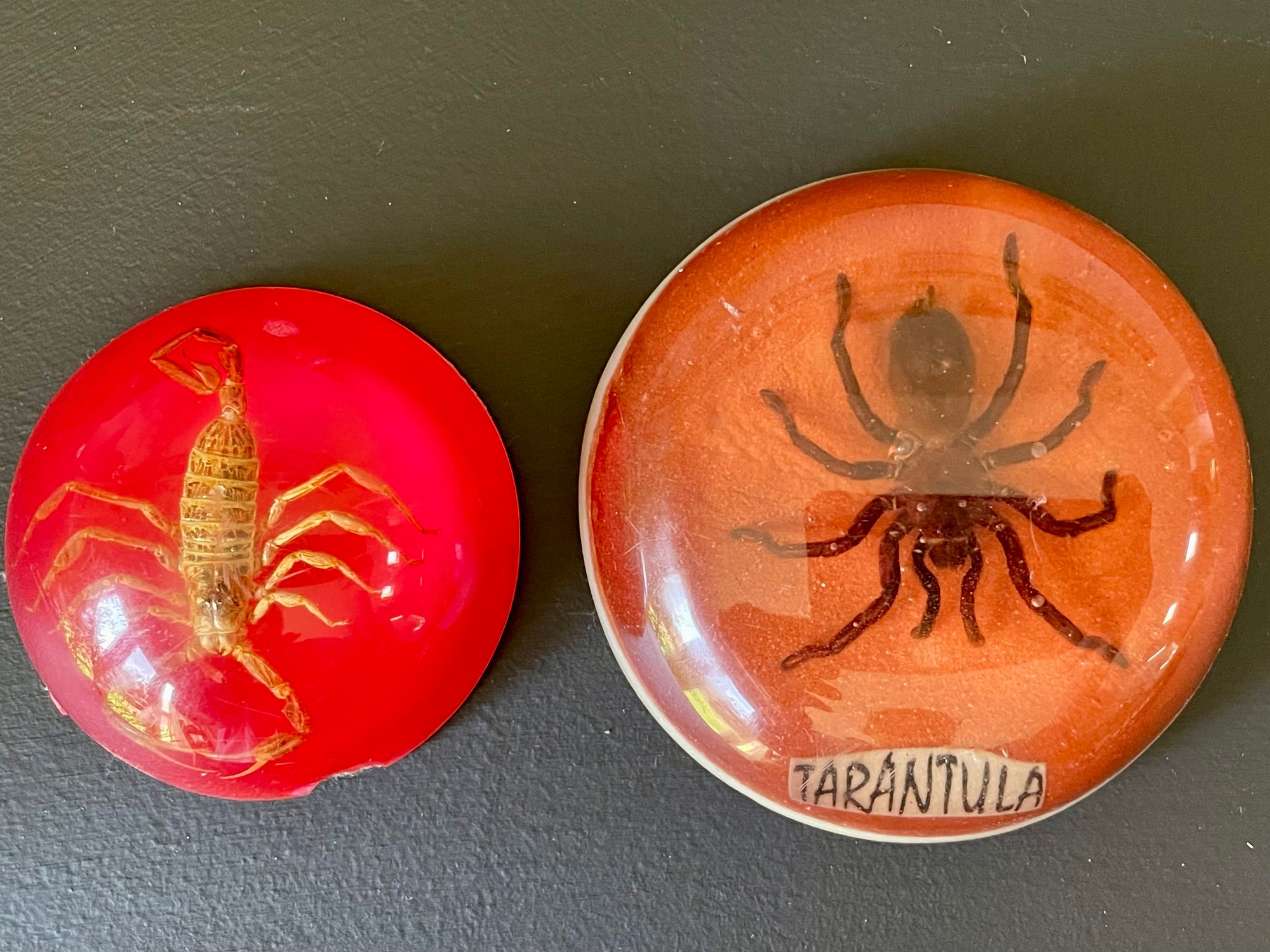 Vintage Tarantula & Scorpion Paperweights In Acrylic #40772009 ...