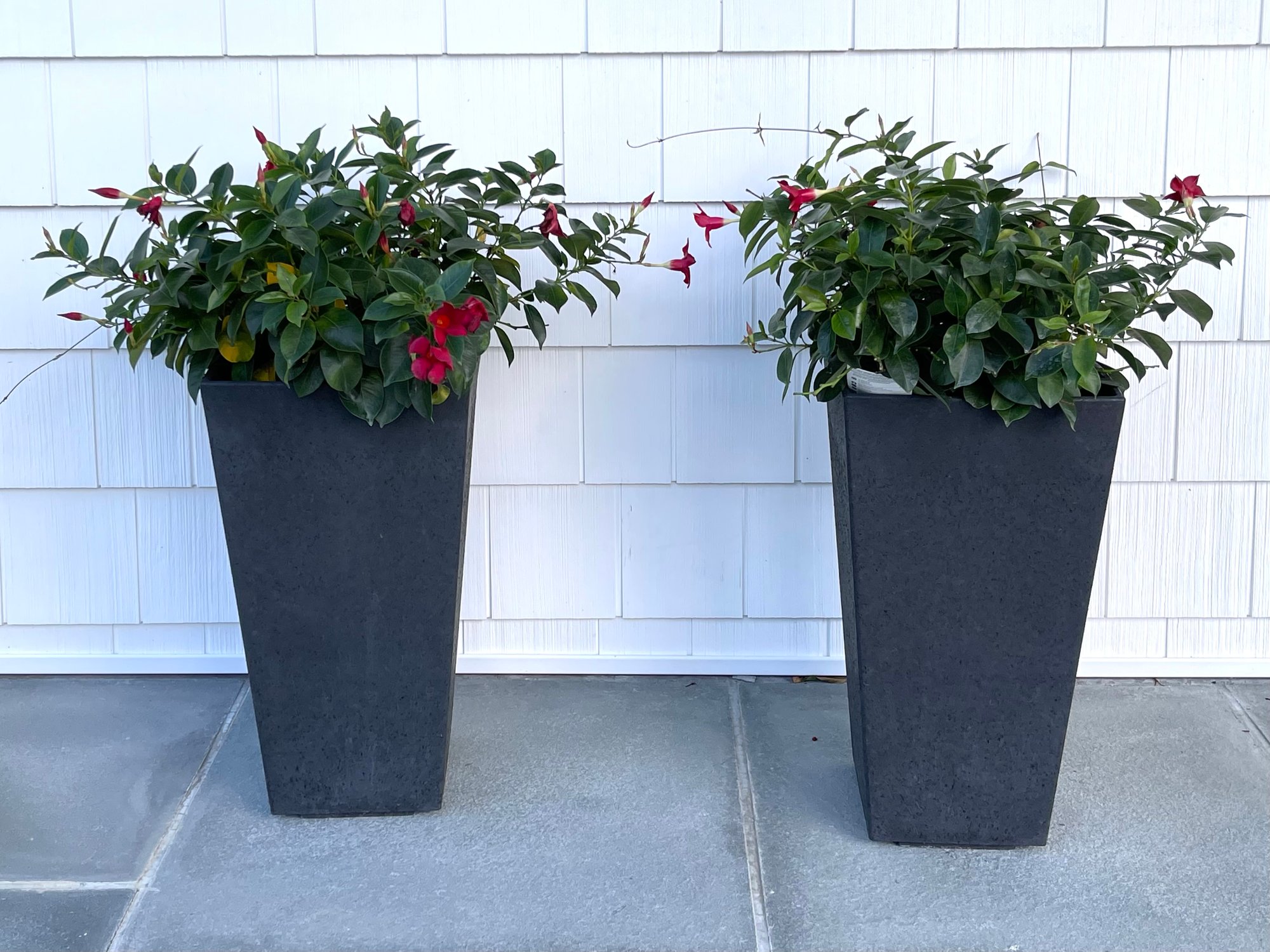Modern Tapered Textured Resin Planters With Rio Dipladenia Live Plants ...