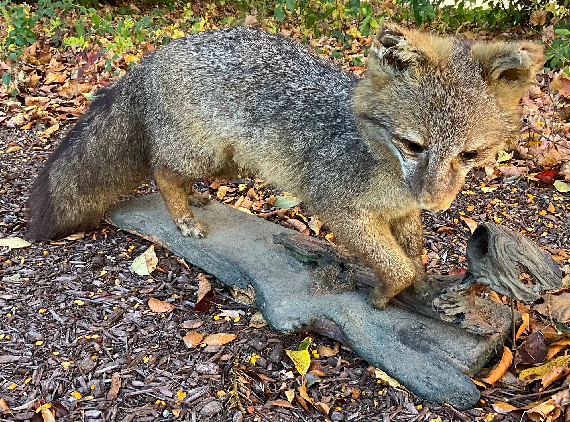Vintage Full Body Mount Stuffed Gray Fox Taxidermy #40811559 ...