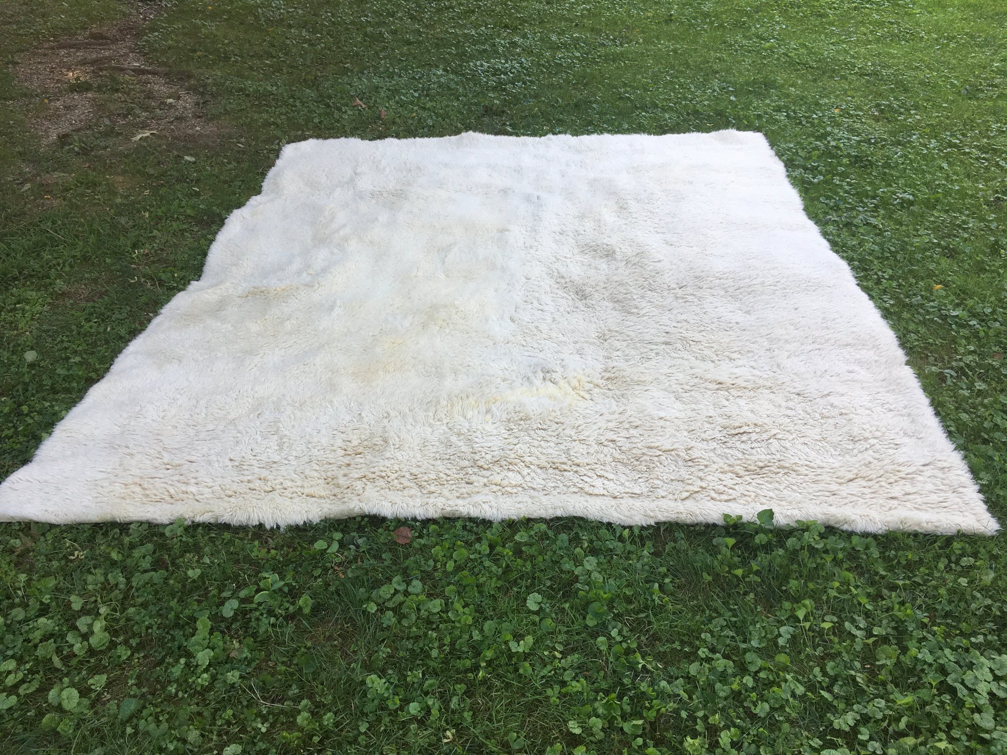 POTTERY BARN TEEN PB TEEN CREAMY WHITE IVORY WOOL SHAG RUG, 8x10 ...