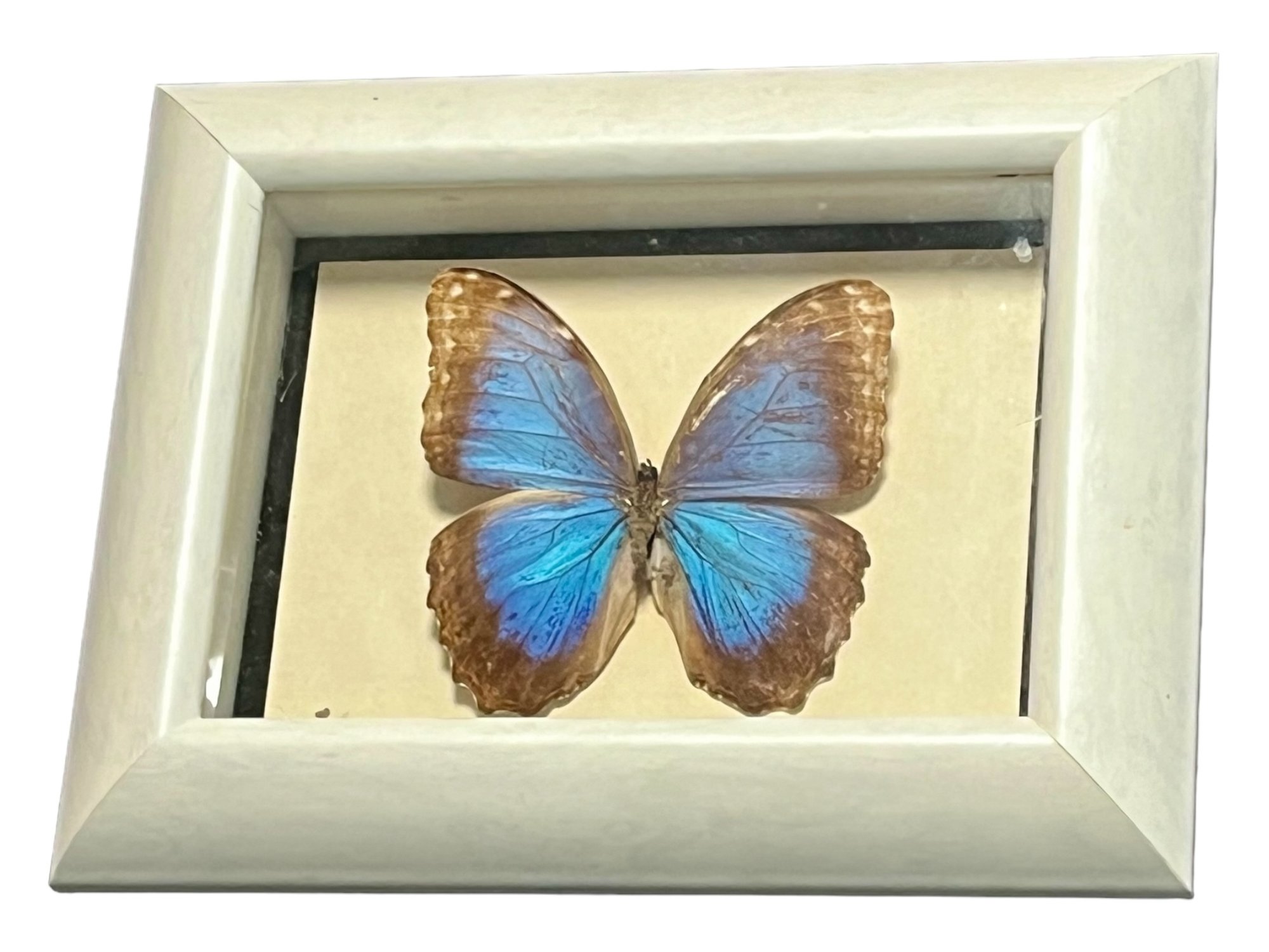 Blue Morpho Butterfly Specimen #40799995 | Auctionninja.com