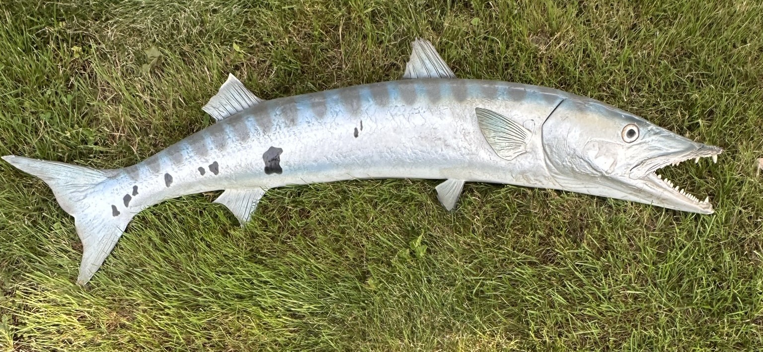 48" Replica Barracuda Fish Mount From The Pflueger Marine Taxidermy ...