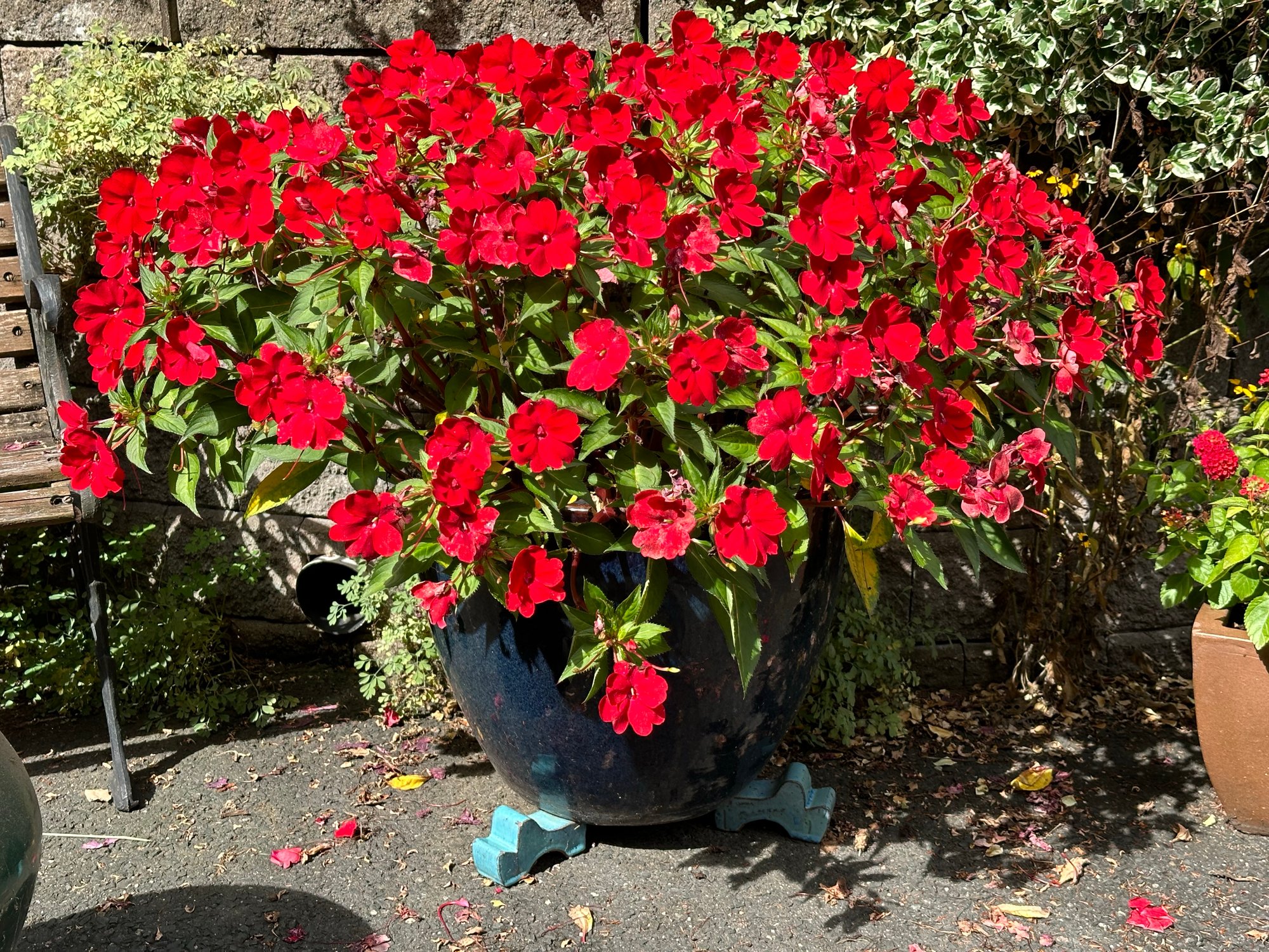 A Very Large Planter With Separate Feet & A Thriving Red Impatiens ...
