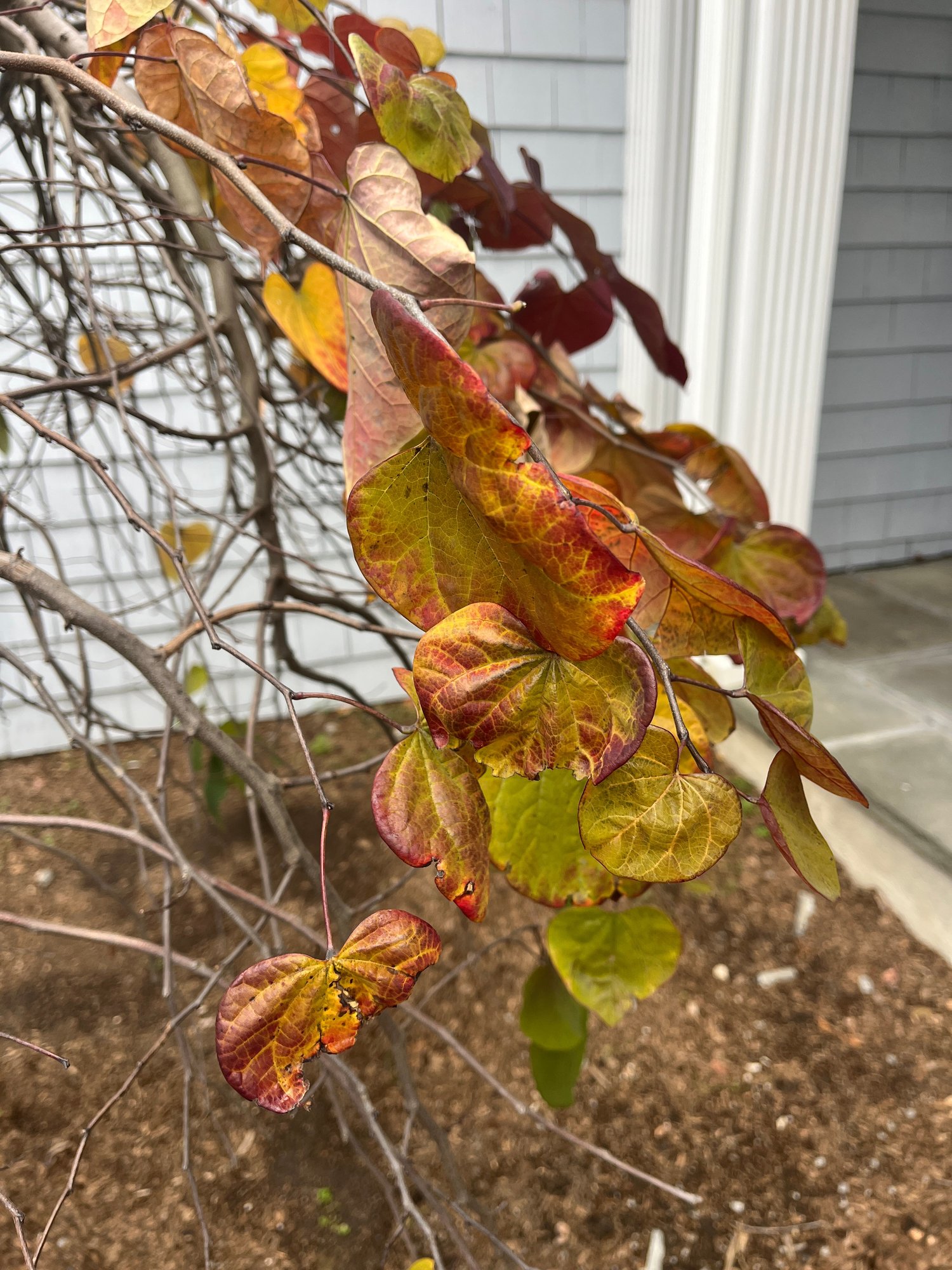 A Ruby Falls Weeping Redbud - Retail $550 #40869409 | Auctionninja.com