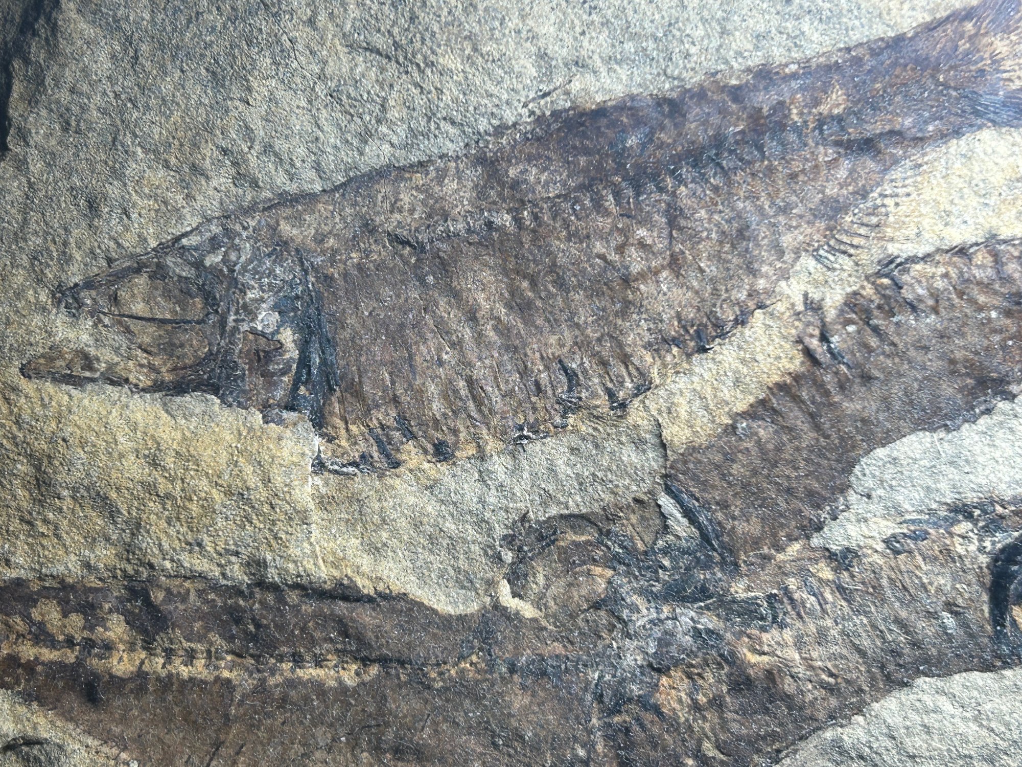 Large 21" By 13" Fossil KNIGHTIA FISH Mass Mortality Plate- 50 Million Years Old-green River ...