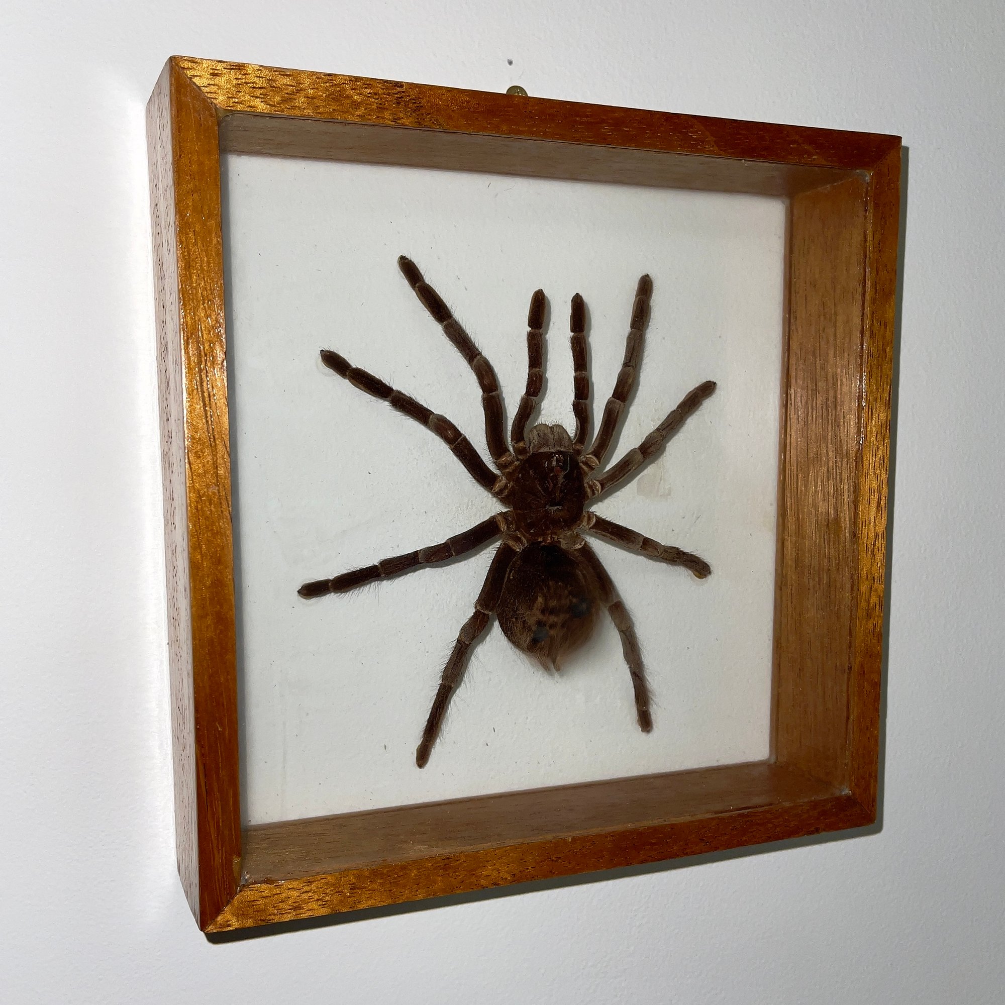 Vintage Framed Tarantula Taxidermy #1963127 | Auctionninja.com