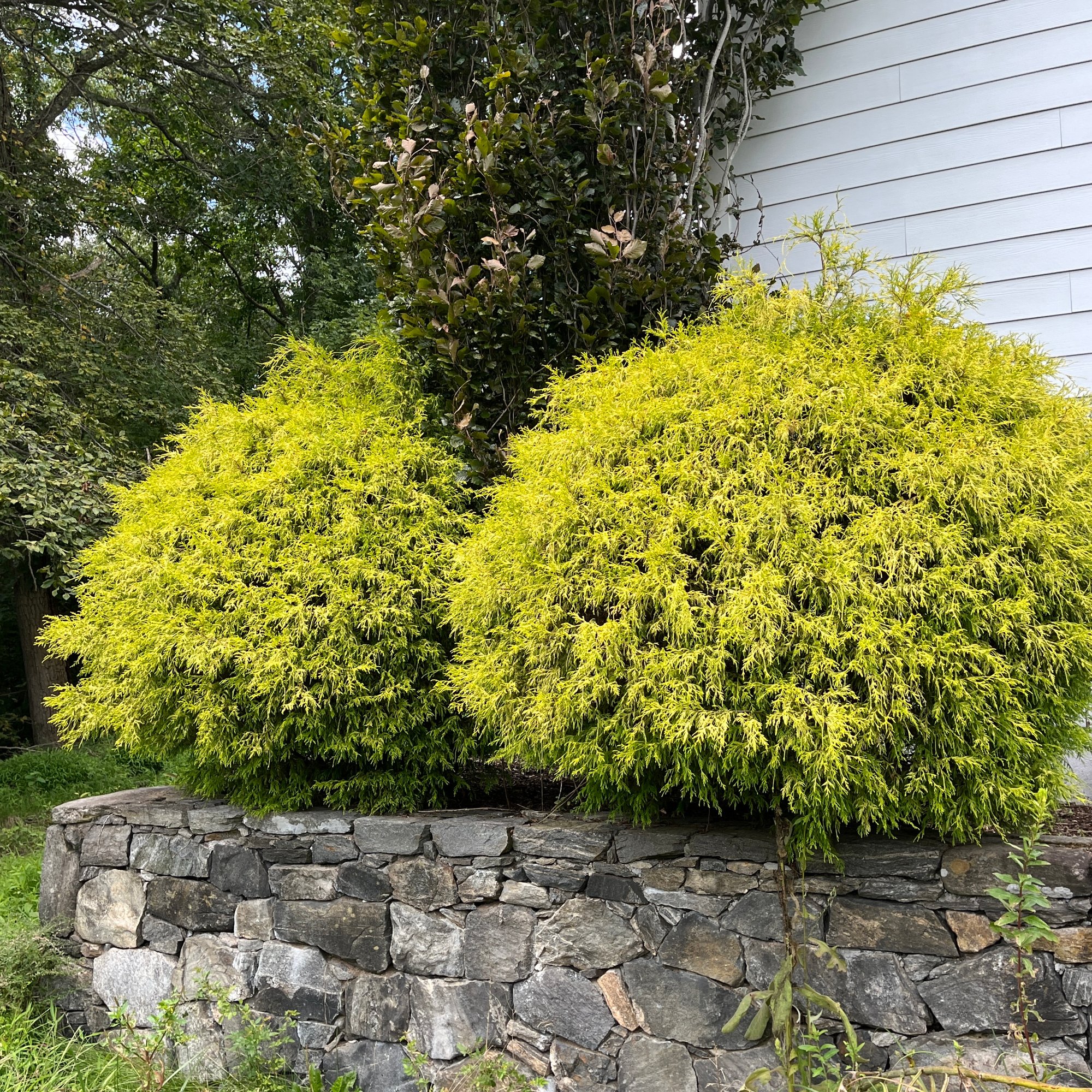 Approx 5 Gold Thread Branch Cyprus Shrubs - Side And Back Of House ...
