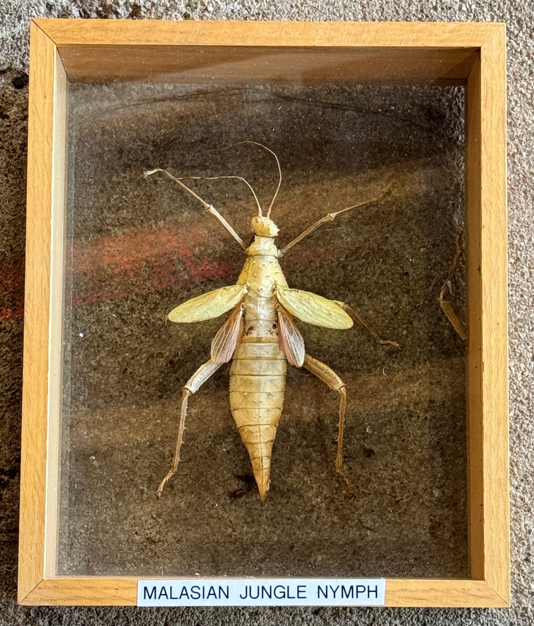 Malaysian Jungle Nymph Specimen #2246237 | Auctionninja.com