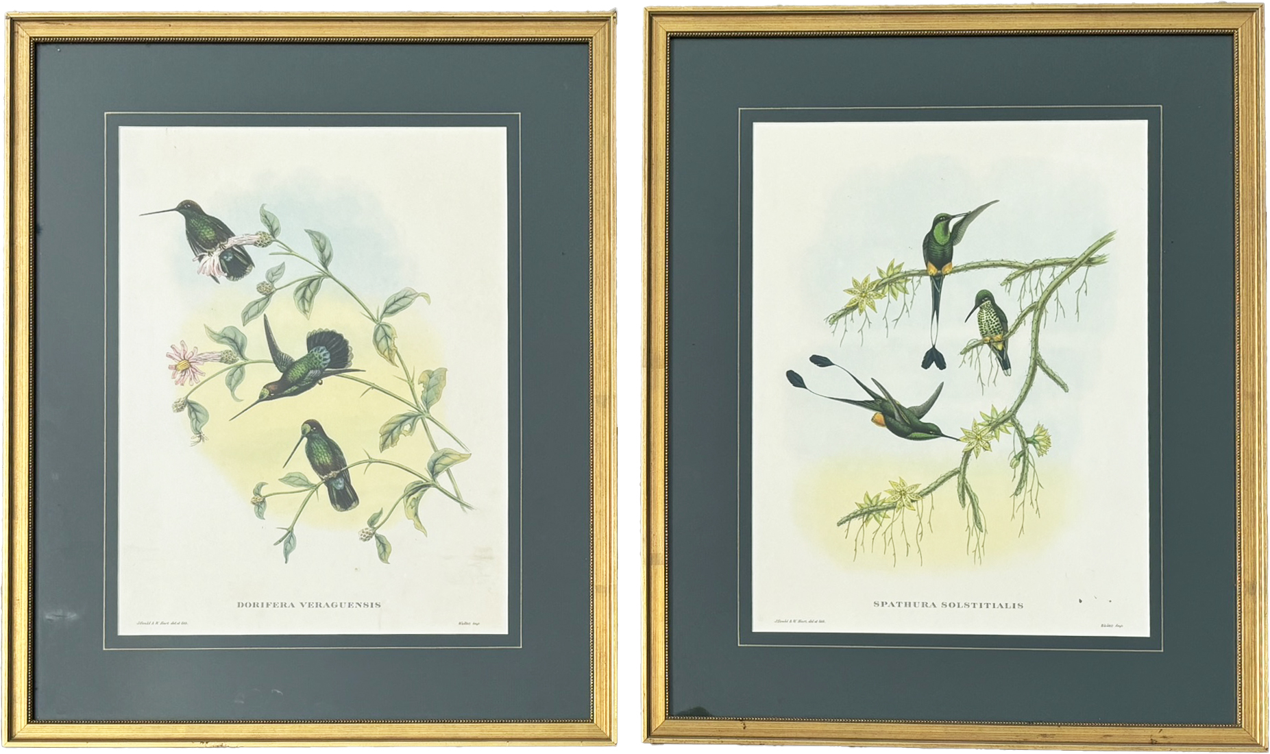A Pair Of Vintage Ornithological Prints, After J. Gould #40796229 ...