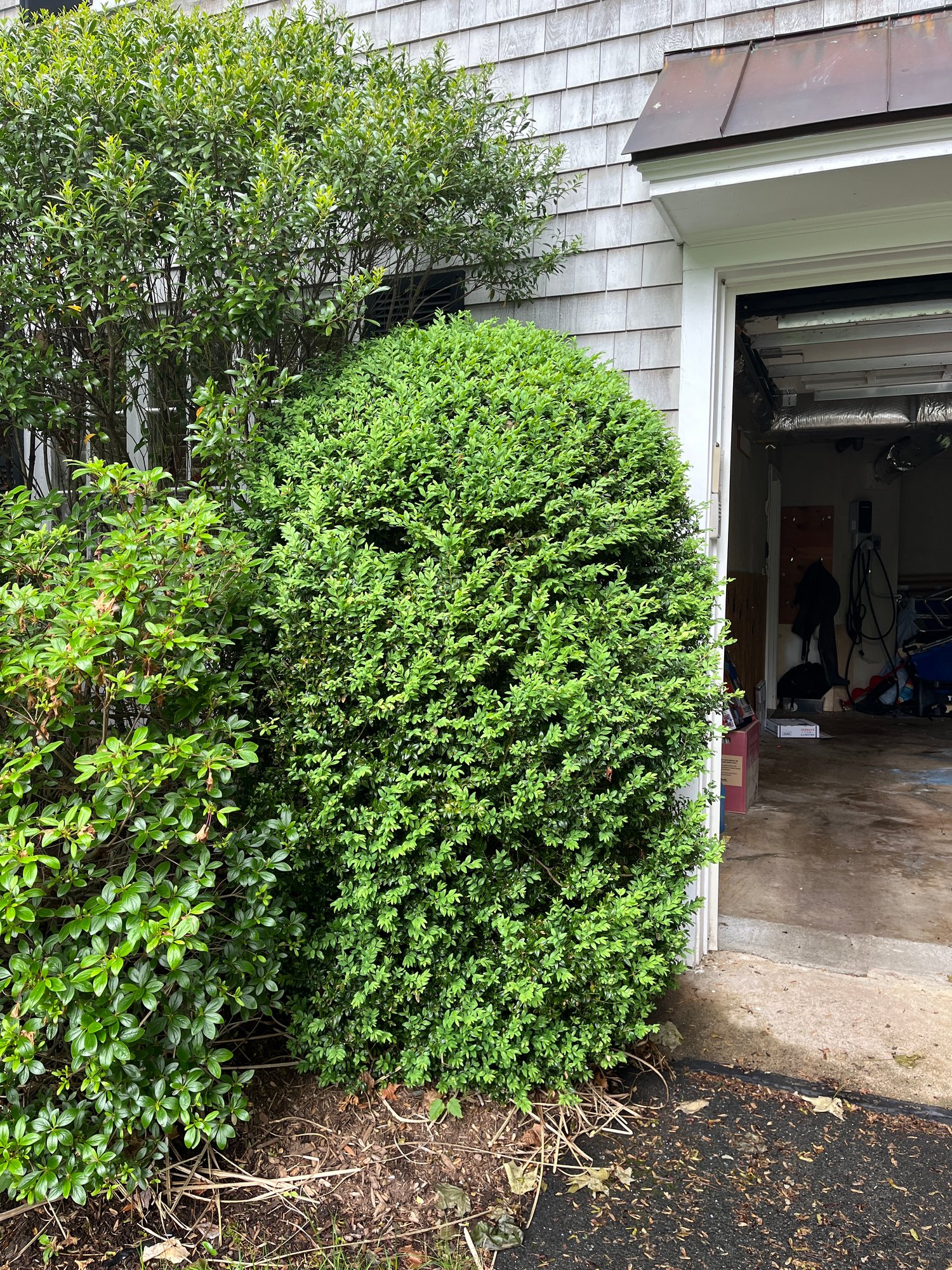 A Pair Of Large Boxwoods Left And Right Of Garage #40839053 ...