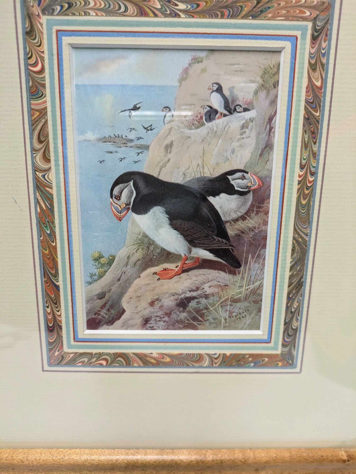 Vintage 1940s Framed Puffin Illustration Colored Lithograph From The ...