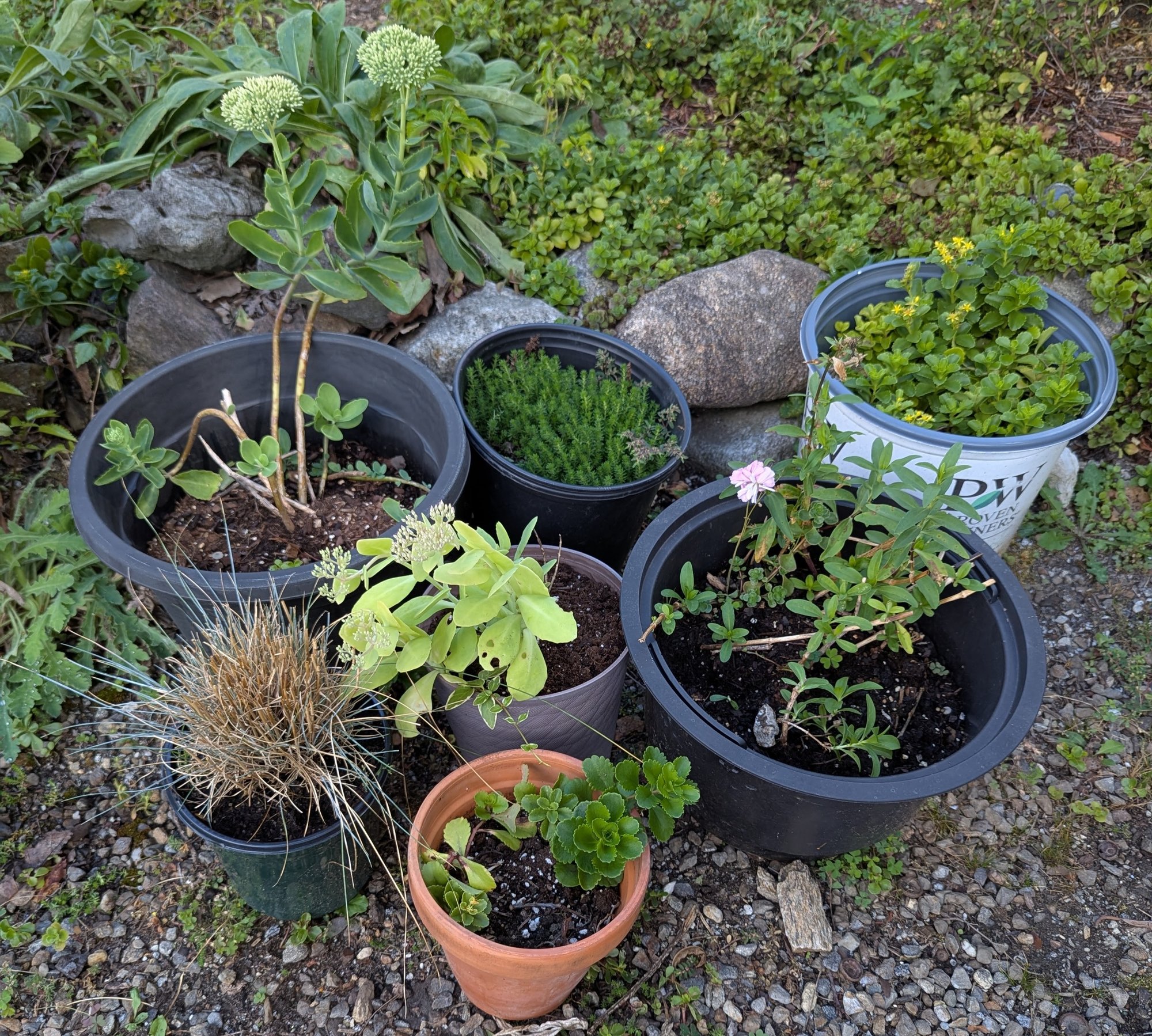 Large Grouping Of Perrenials For Next Spring's Garden Includes Pink ...