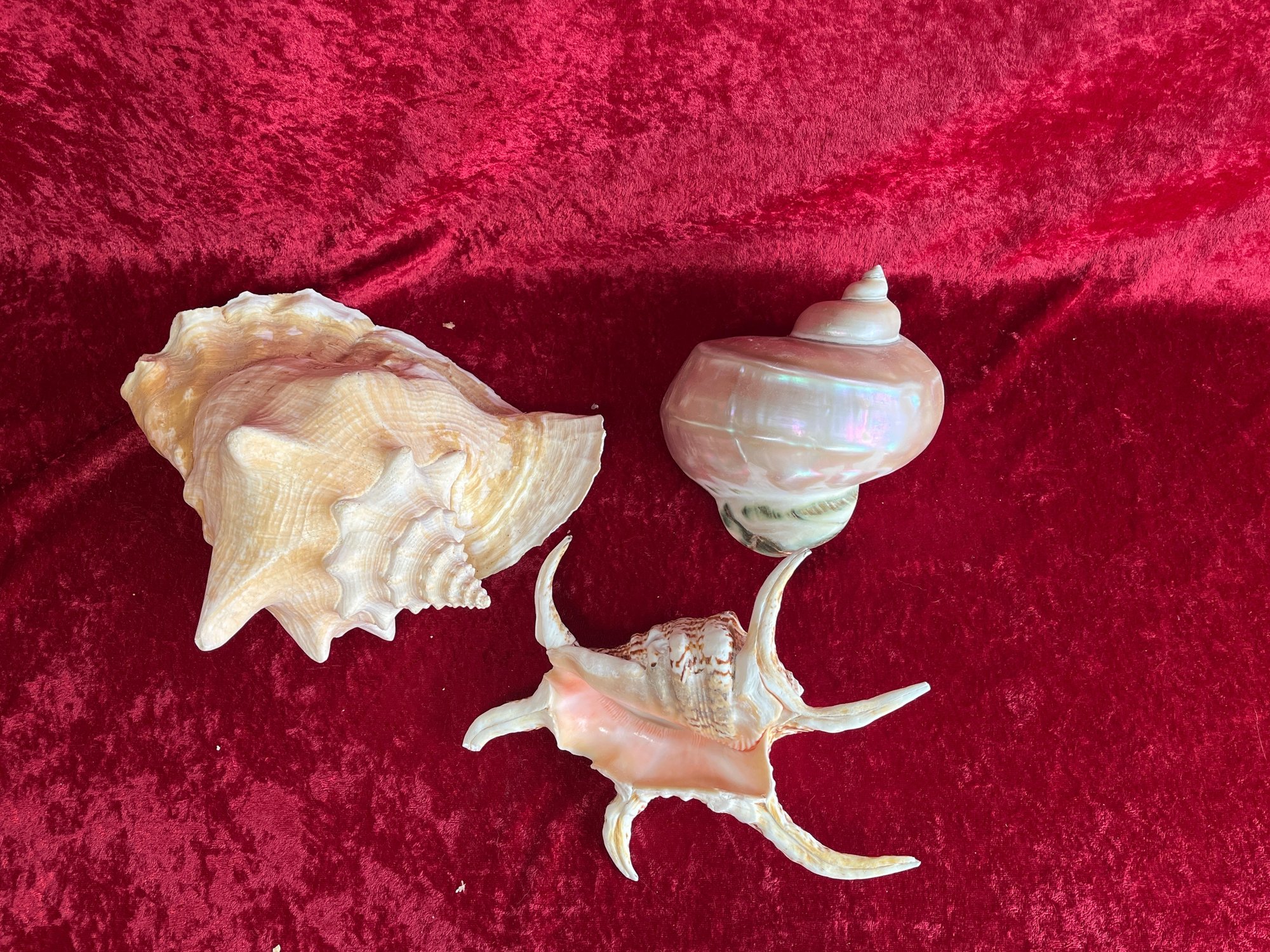 Conch Shell, Large Spiky Murex Shell/ Natural Seashells #2074339 ...