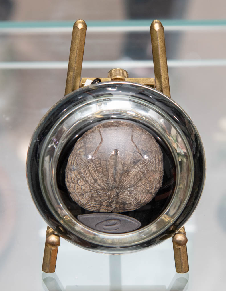 Indigo Wild Echinoidea: Fossil Sand Dollars: Pliocene (10 Million Years ...