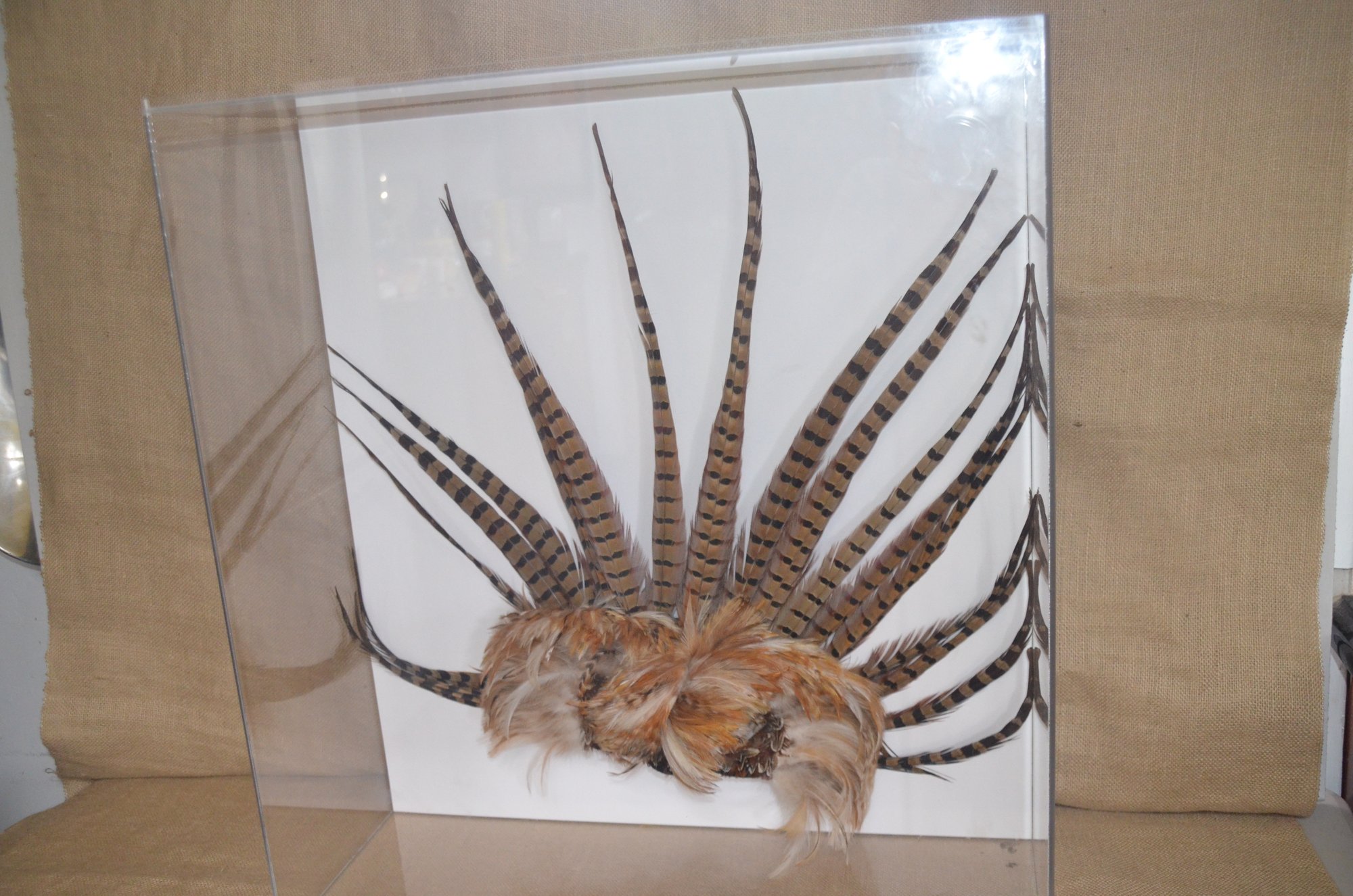 (#49) Mardi Gras Handcrafted Pheasant Feather Mask In Lucite Shadow Box ...