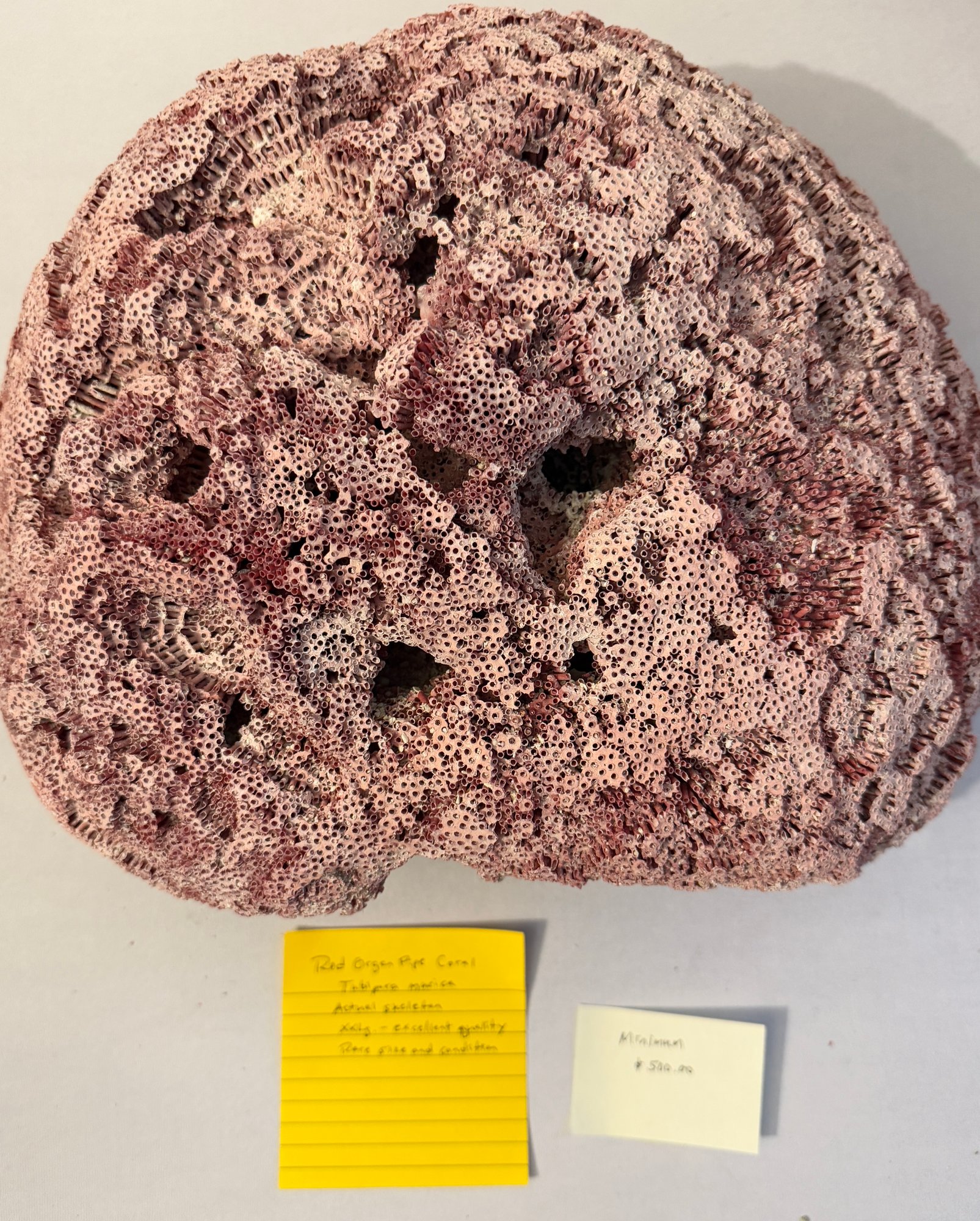 Invaluable Authentic Red Organ Pipe Coral Skeleton HUGE!! Boulder Sized ...