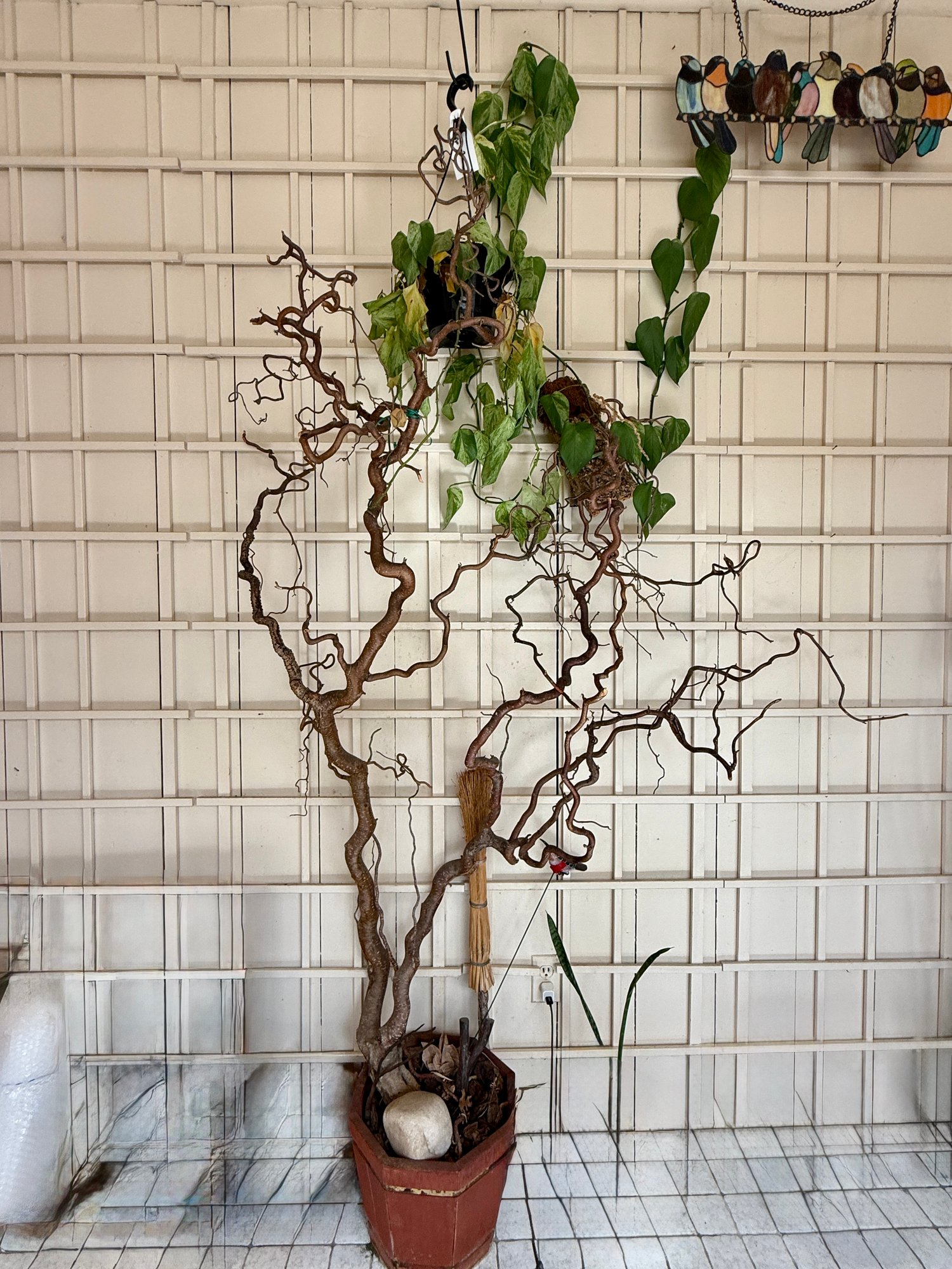 (HALL) A VERY LARGE LIVING VINE - WE DON'T KNOW WHAT IT IS BUT IT HAS ...