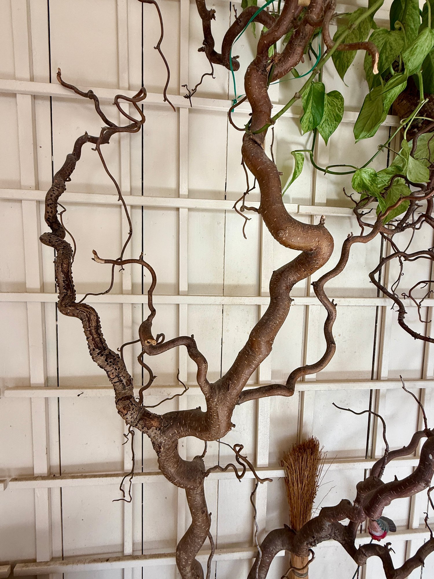 (HALL) A VERY LARGE LIVING VINE - WE DON'T KNOW WHAT IT IS BUT IT HAS ...