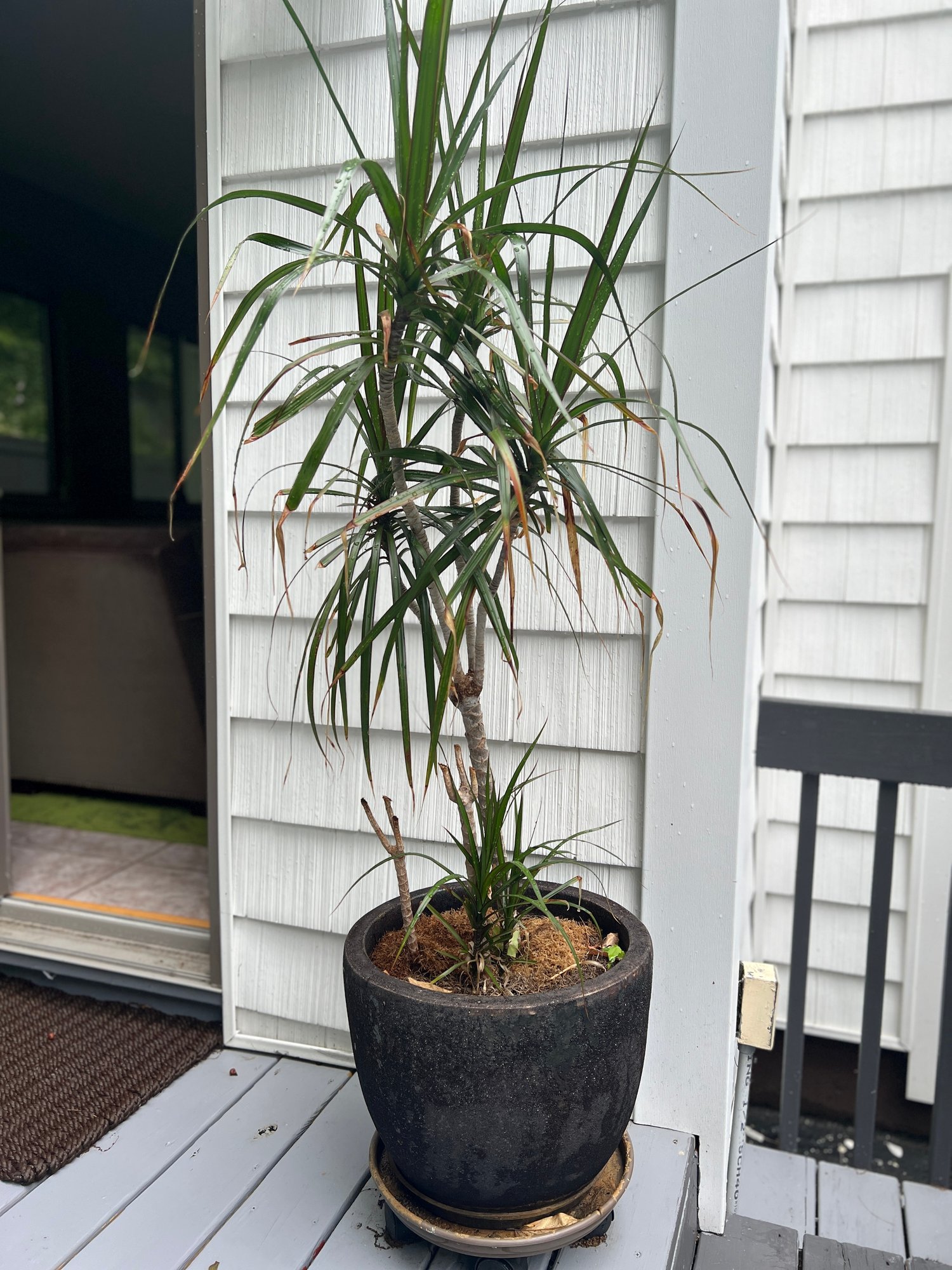 TALL, LIVE PALM TREE PLANT IN GRAY 16" CERAMIC PLANTER #21766 ...