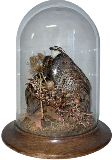 Taxidermy Display Of Bobwhite Quail - 8in #68274 | Auctionninja.com